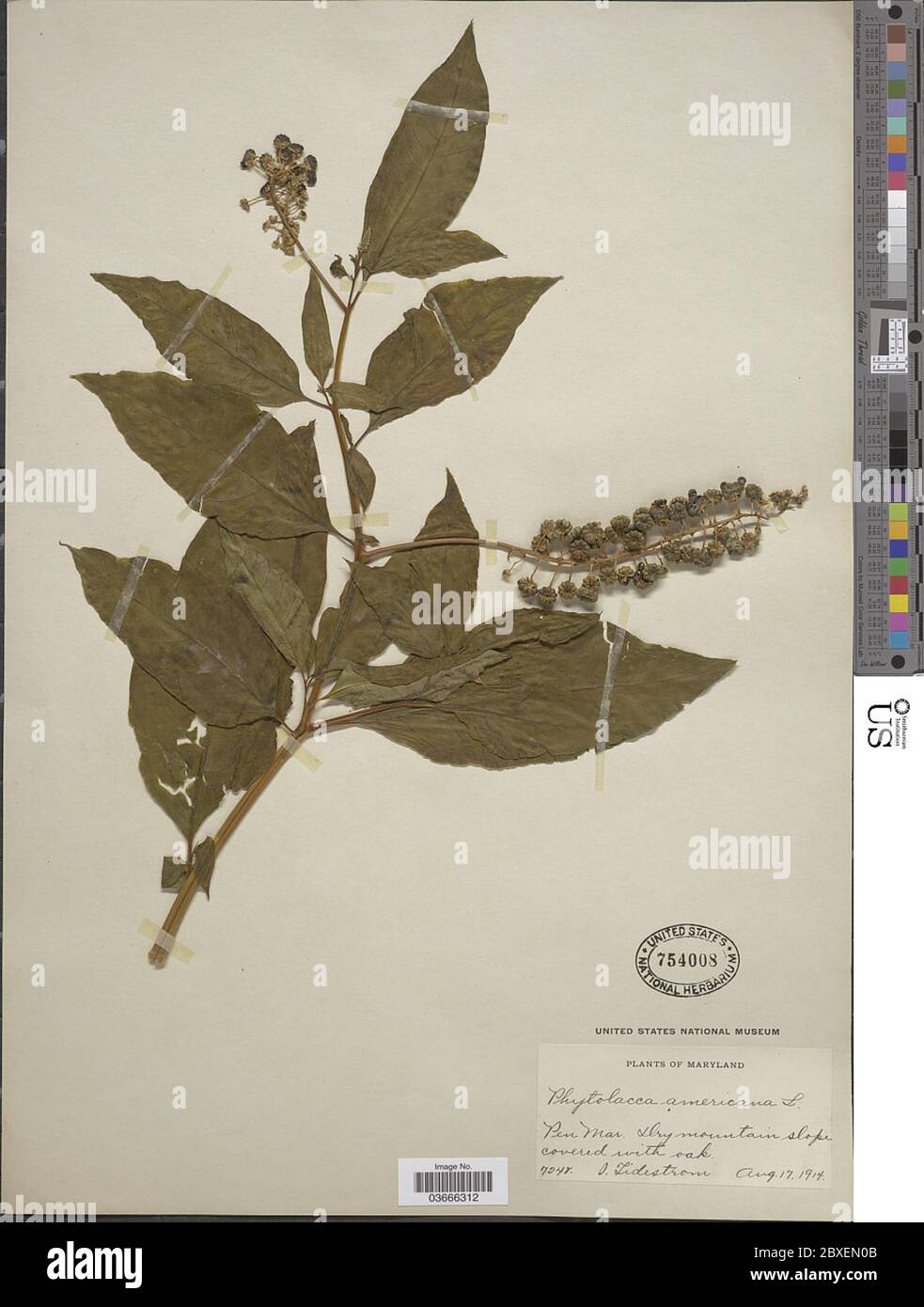 Phytolacca americana l hi-res stock photography and images - Alamy