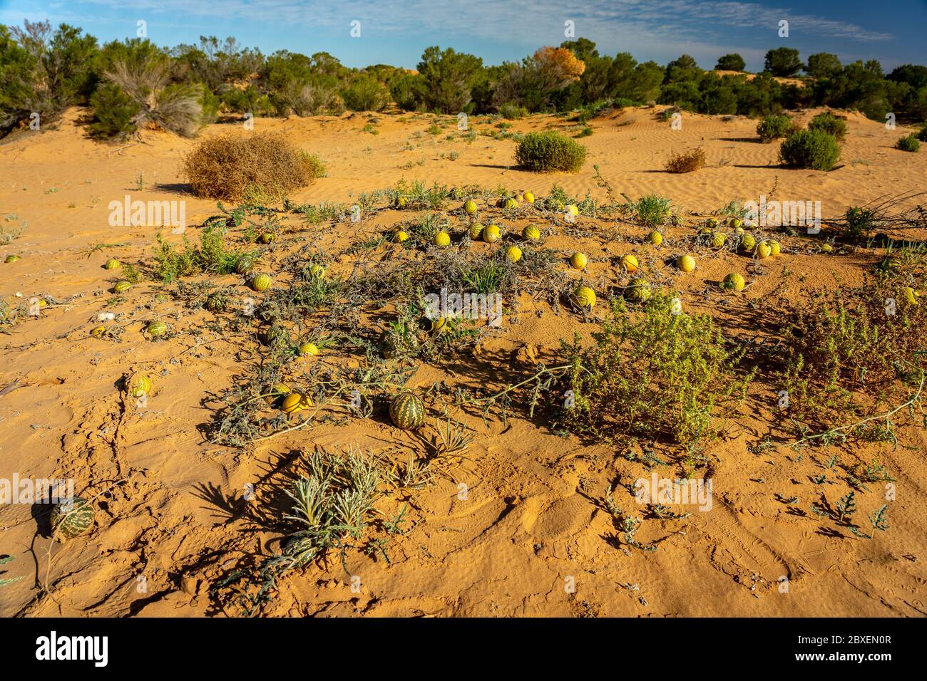 Wild desert watermelon growing in Perry Sandhills, NSW, Australia Stock ...