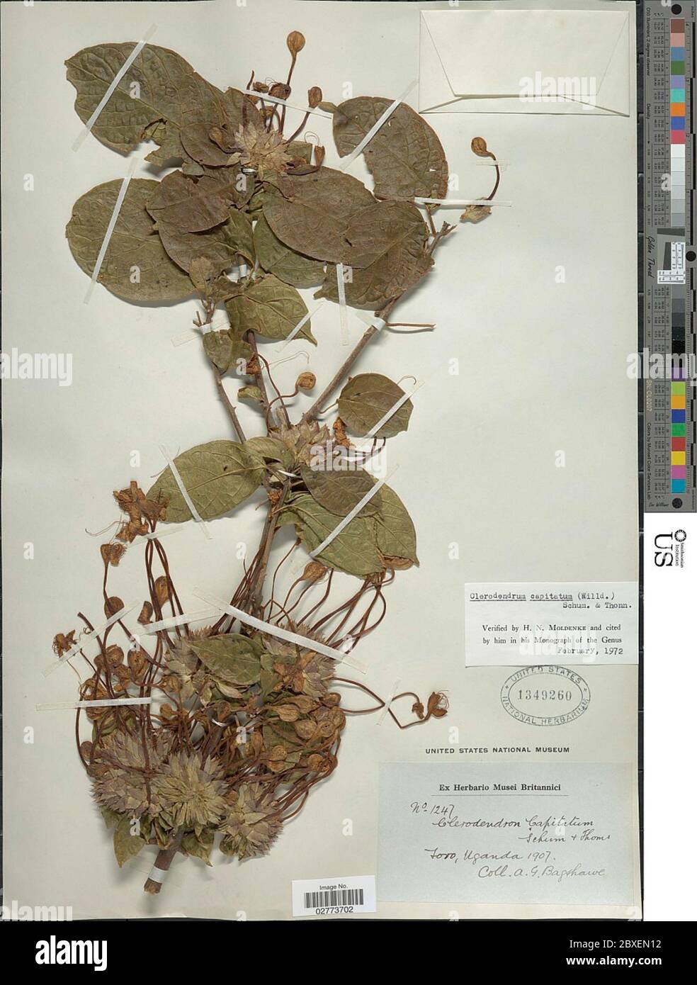 Clerodendrum capitatum Willd Schumach Thonn Clerodendrum capitatum ...