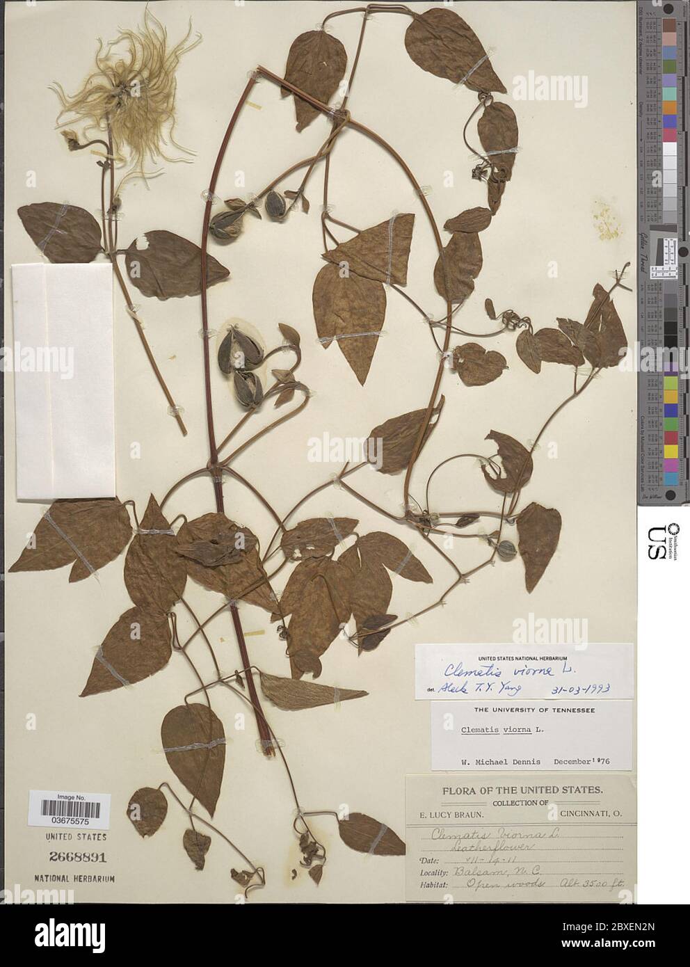 Clematis viorna L Clematis viorna L Stock Photo - Alamy