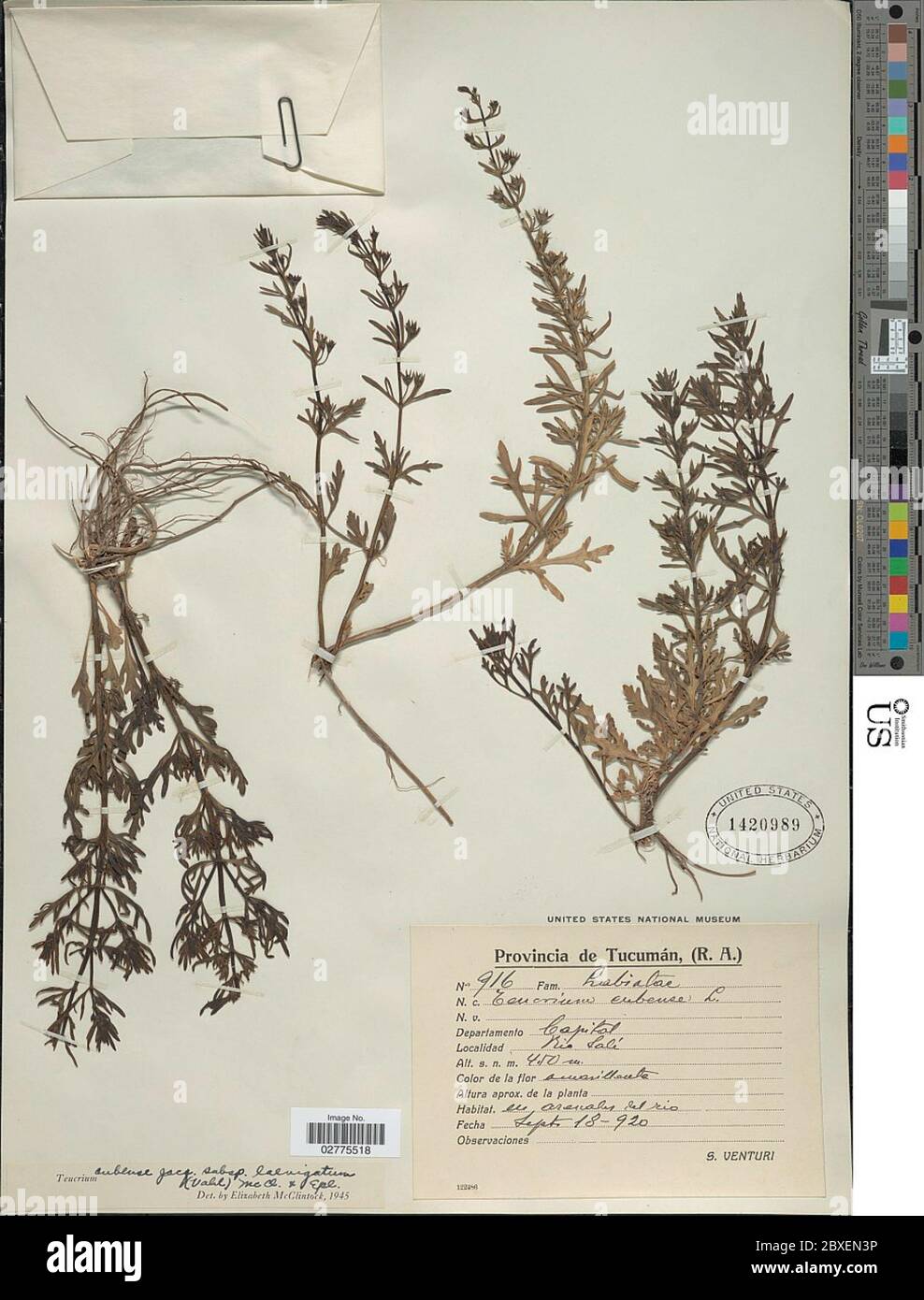 Teucrium cubense Jacq Teucrium cubense Jacq Stock Photo - Alamy