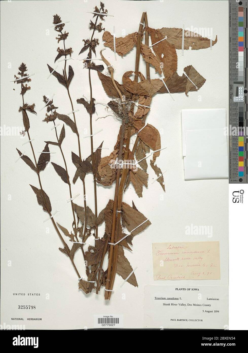 Teucrium canadense hi-res stock photography and images - Alamy