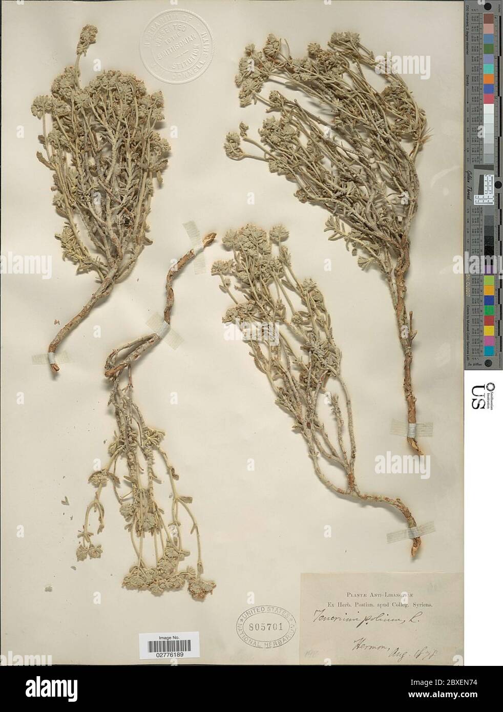 Teucrium polium Teucrium polium Stock Photo - Alamy