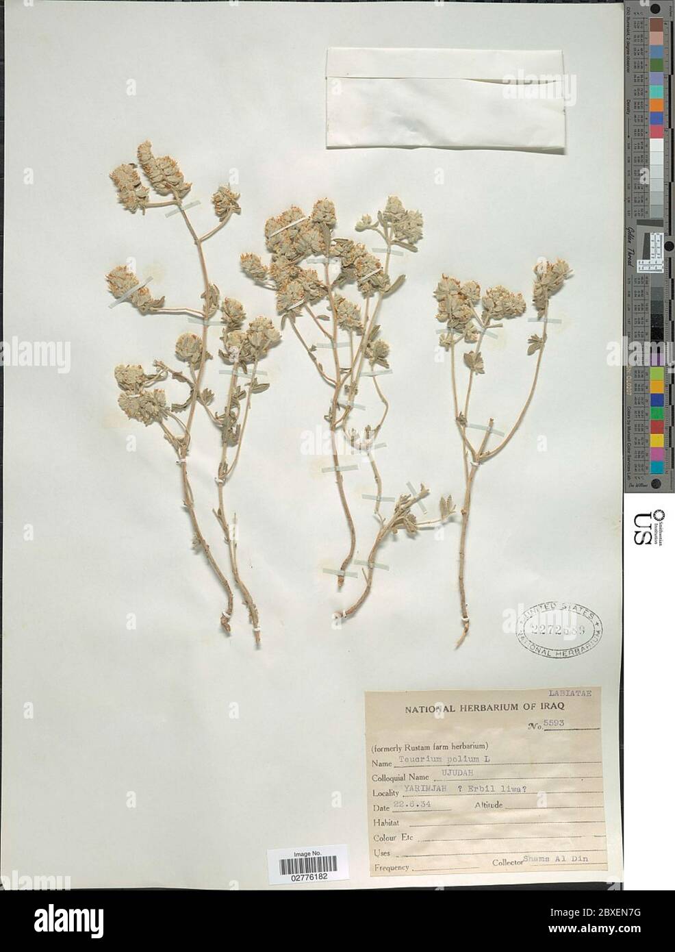 Teucrium polium Teucrium polium Stock Photo - Alamy