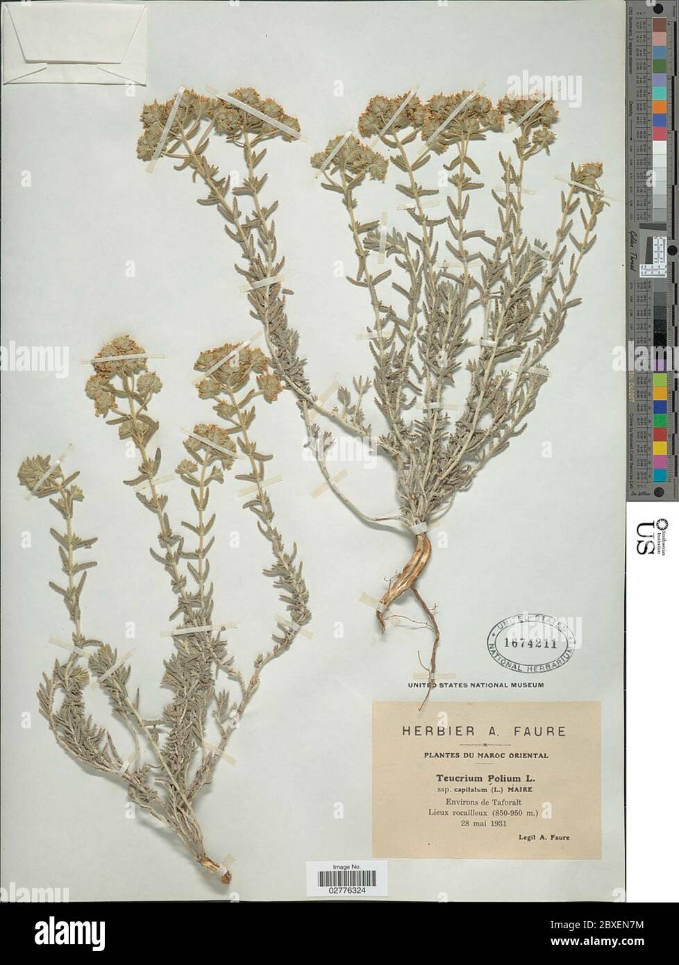 Teucrium polium Teucrium polium Stock Photo - Alamy