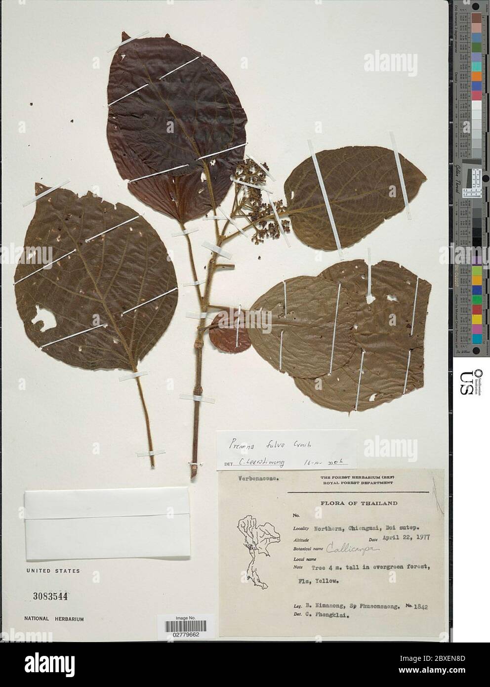 Premna fulva Craib Premna fulva Craib Stock Photo - Alamy
