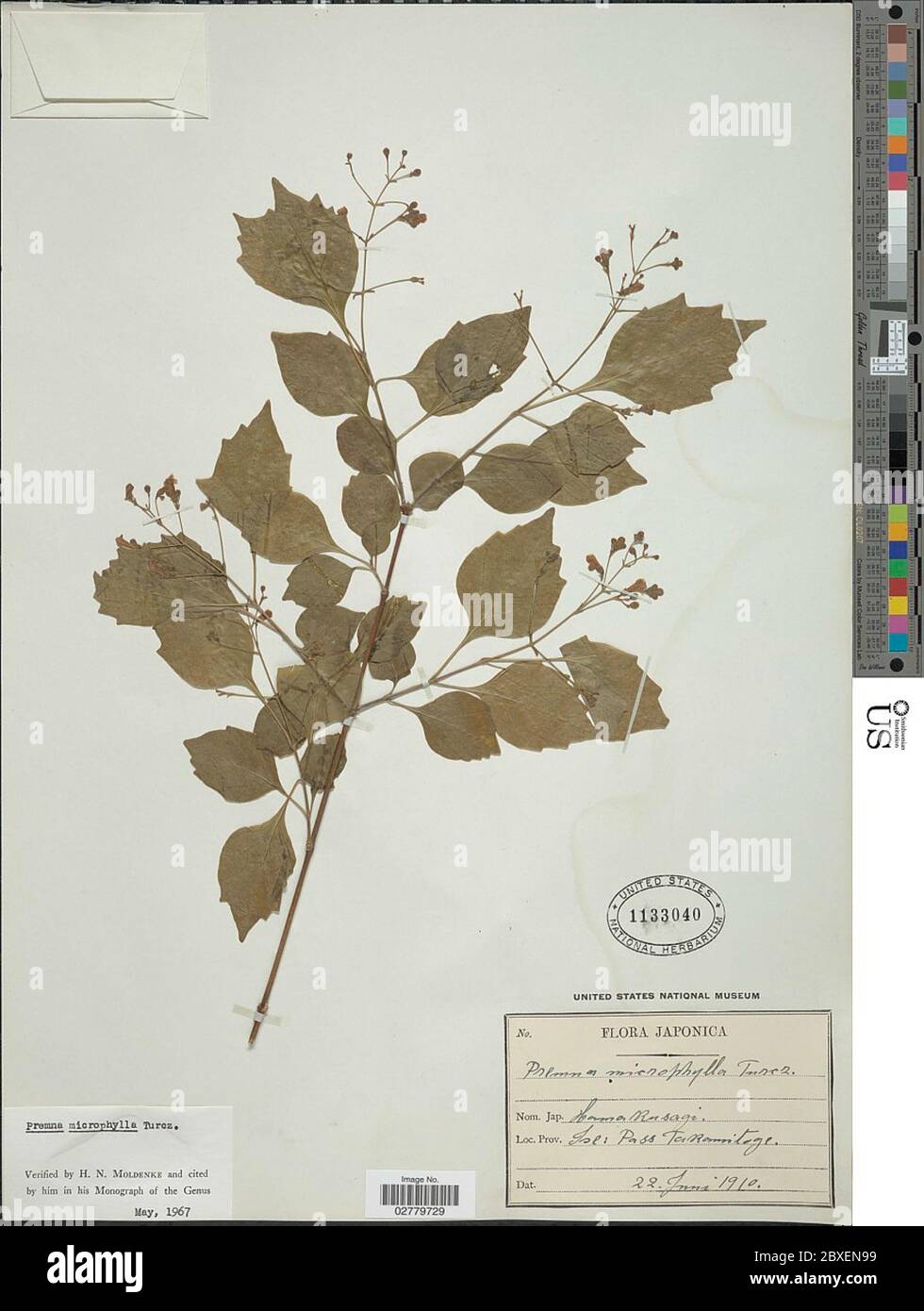 Premna microphylla Turcz Premna microphylla Turcz Stock Photo - Alamy