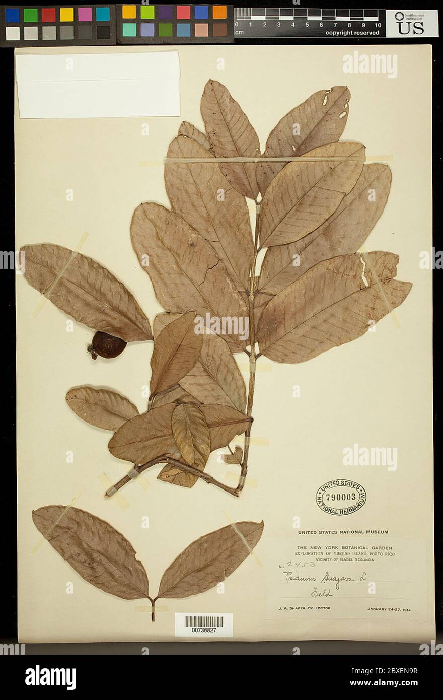 Psidium guajava l hi-res stock photography and images - Alamy