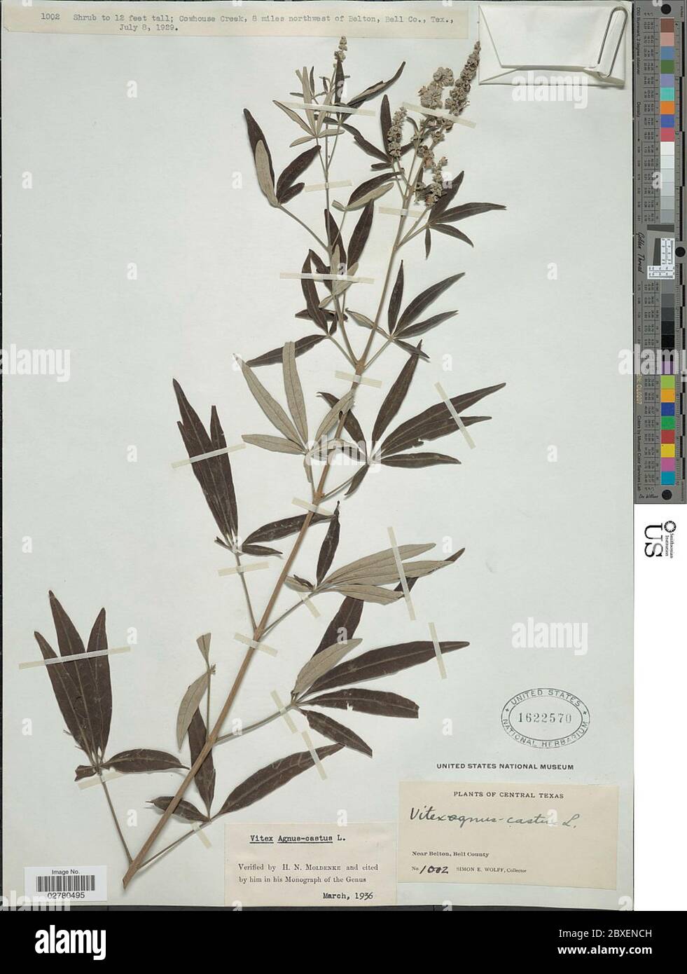 Vitex anguscastus Vitex anguscastus Stock Photo - Alamy