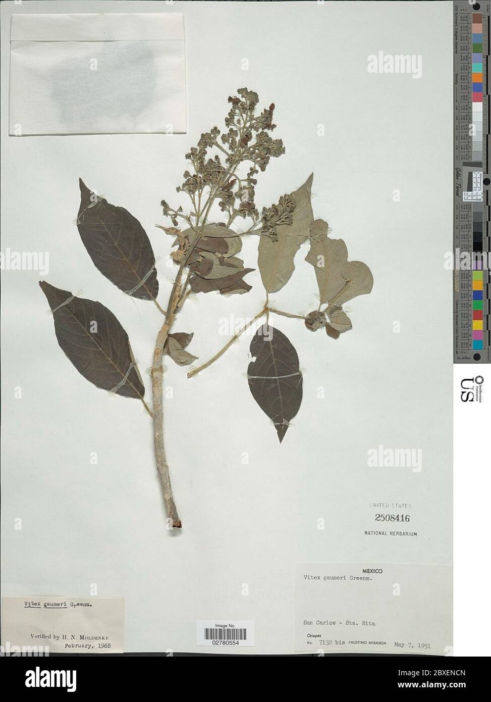 Vitex gaumeri Greenm Vitex gaumeri Greenm Stock Photo - Alamy