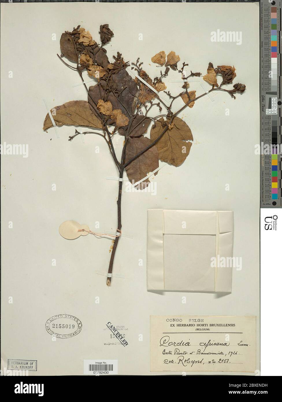 Cordia africana Lam Cordia africana Lam Stock Photo - Alamy