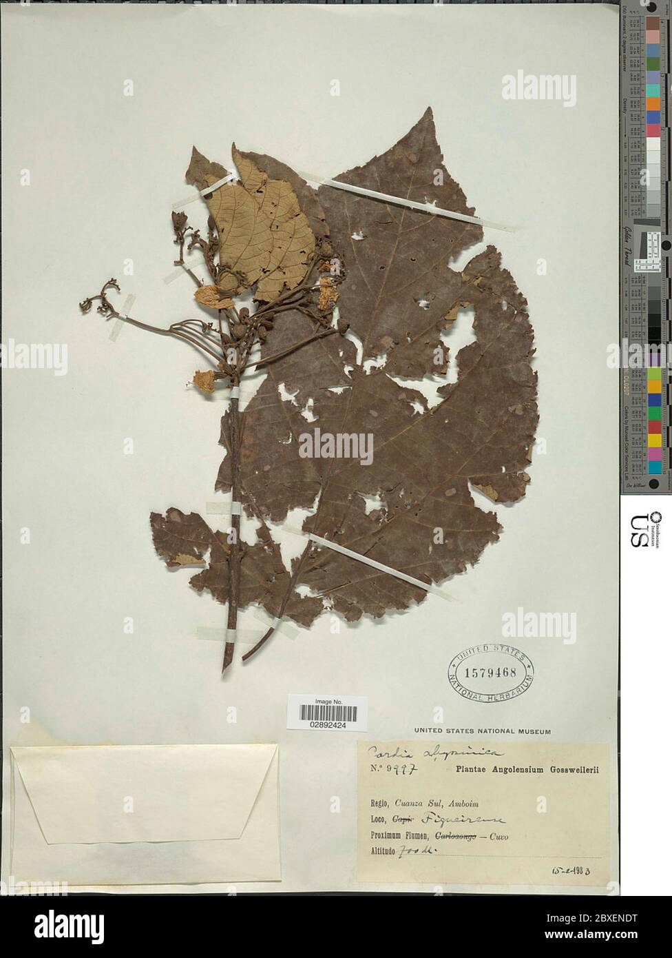 Cordia africana Lam Cordia africana Lam Stock Photo - Alamy