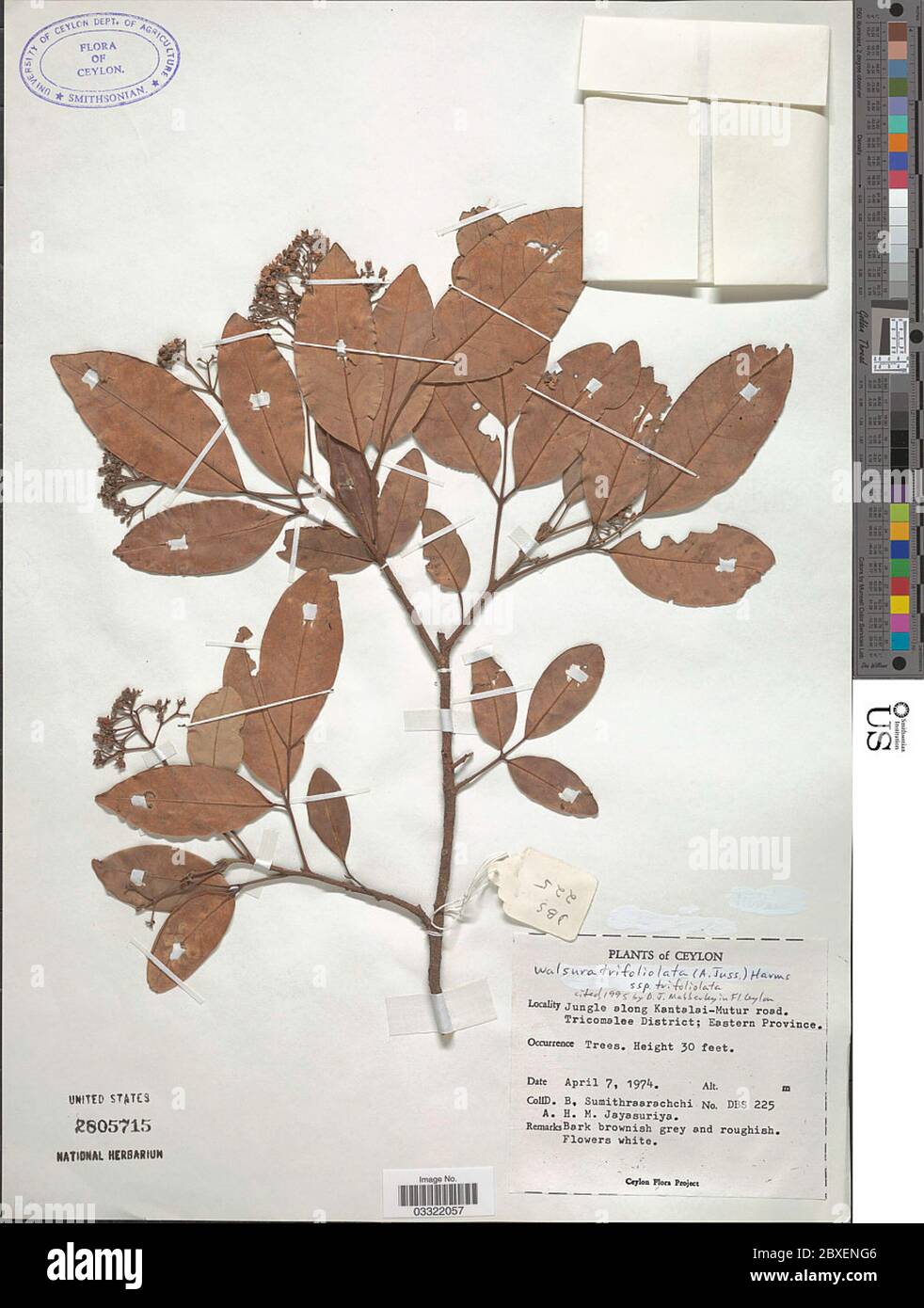 Walsura trifoliolata Walsura trifoliolata Stock Photo - Alamy