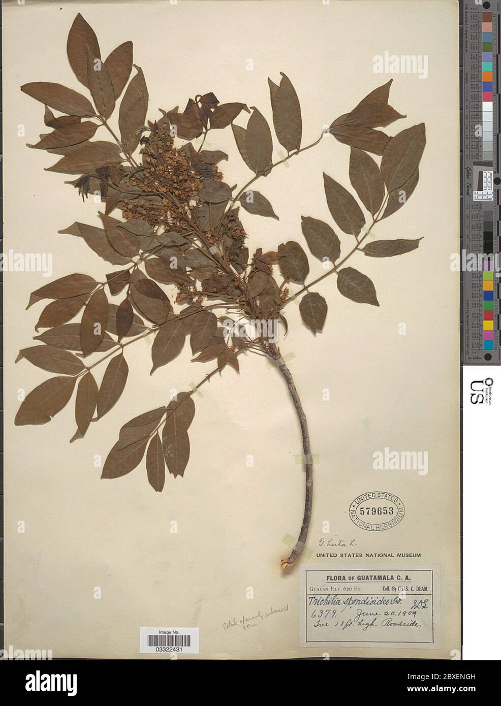 Trichilia hirta L Trichilia hirta L Stock Photo - Alamy