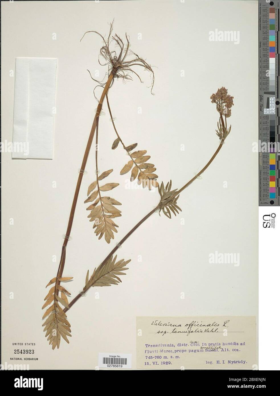 Valeriana officinalis L Valeriana officinalis L Stock Photo - Alamy