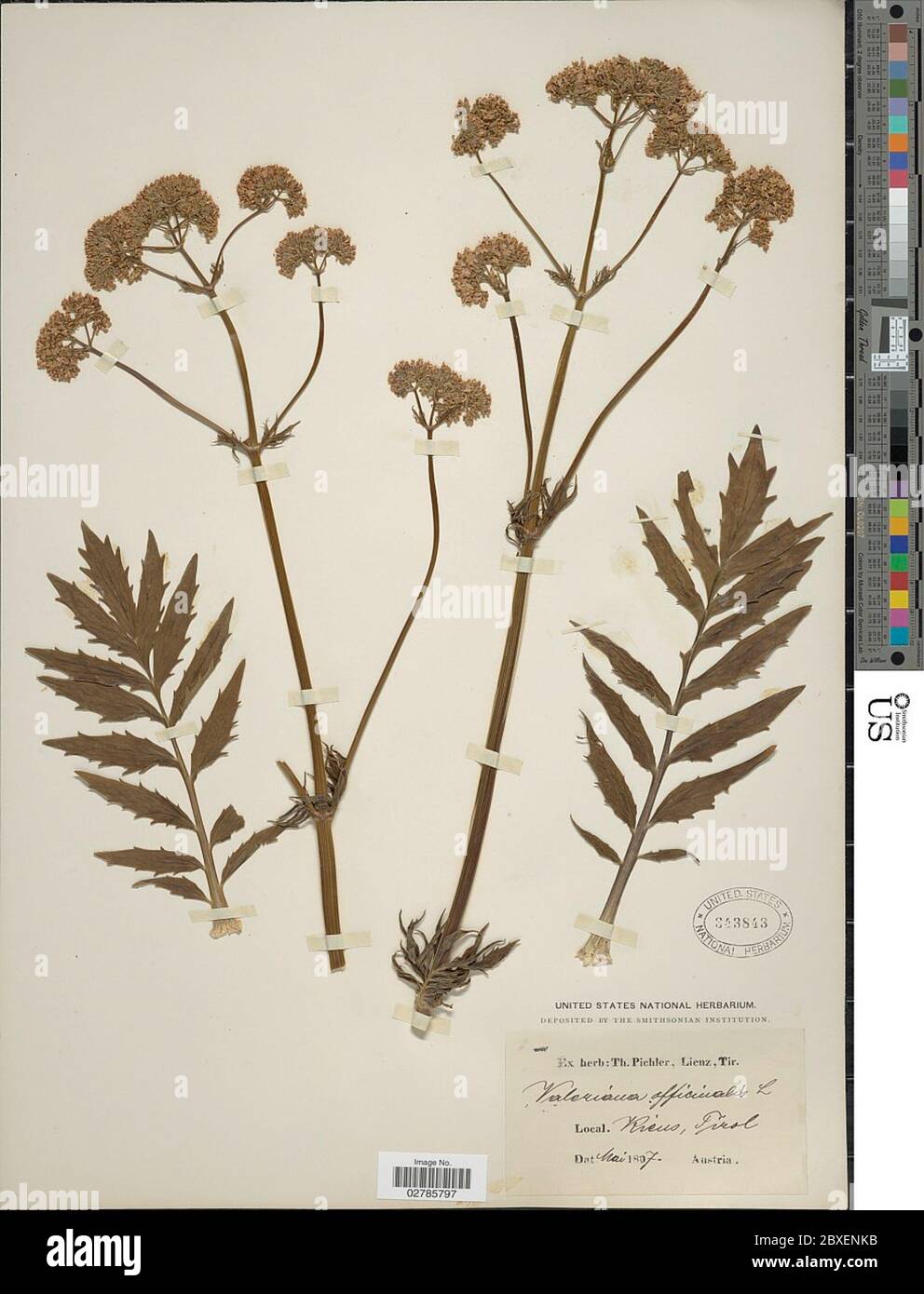 Valeriana officinalis L Valeriana officinalis L Stock Photo - Alamy