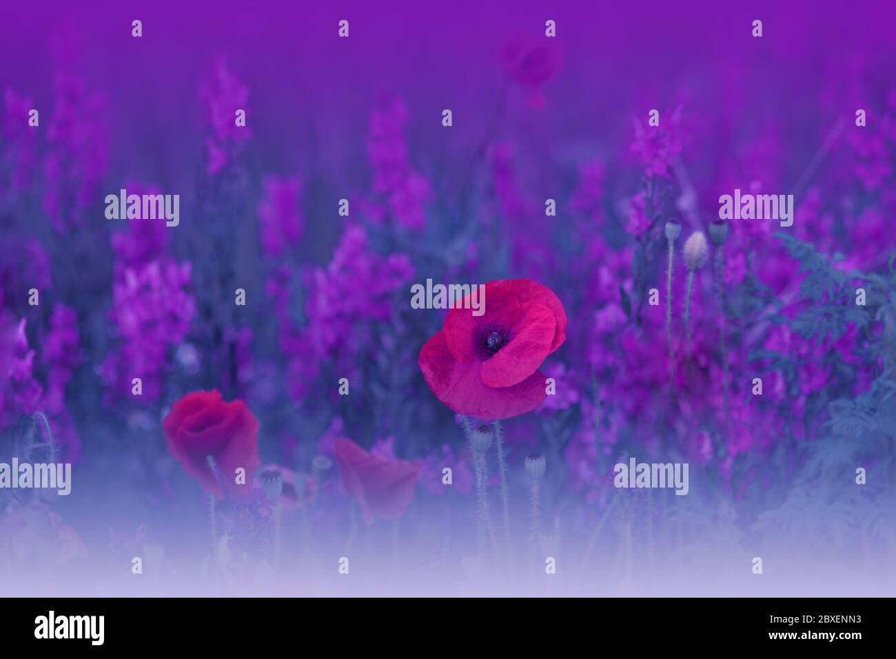 Vintage poppy wallpaper hi-res stock photography and images - Alamy