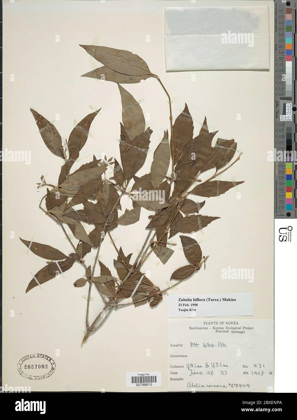Zabelia biflora Turcz Makino Zabelia biflora Turcz Makino Stock Photo ...