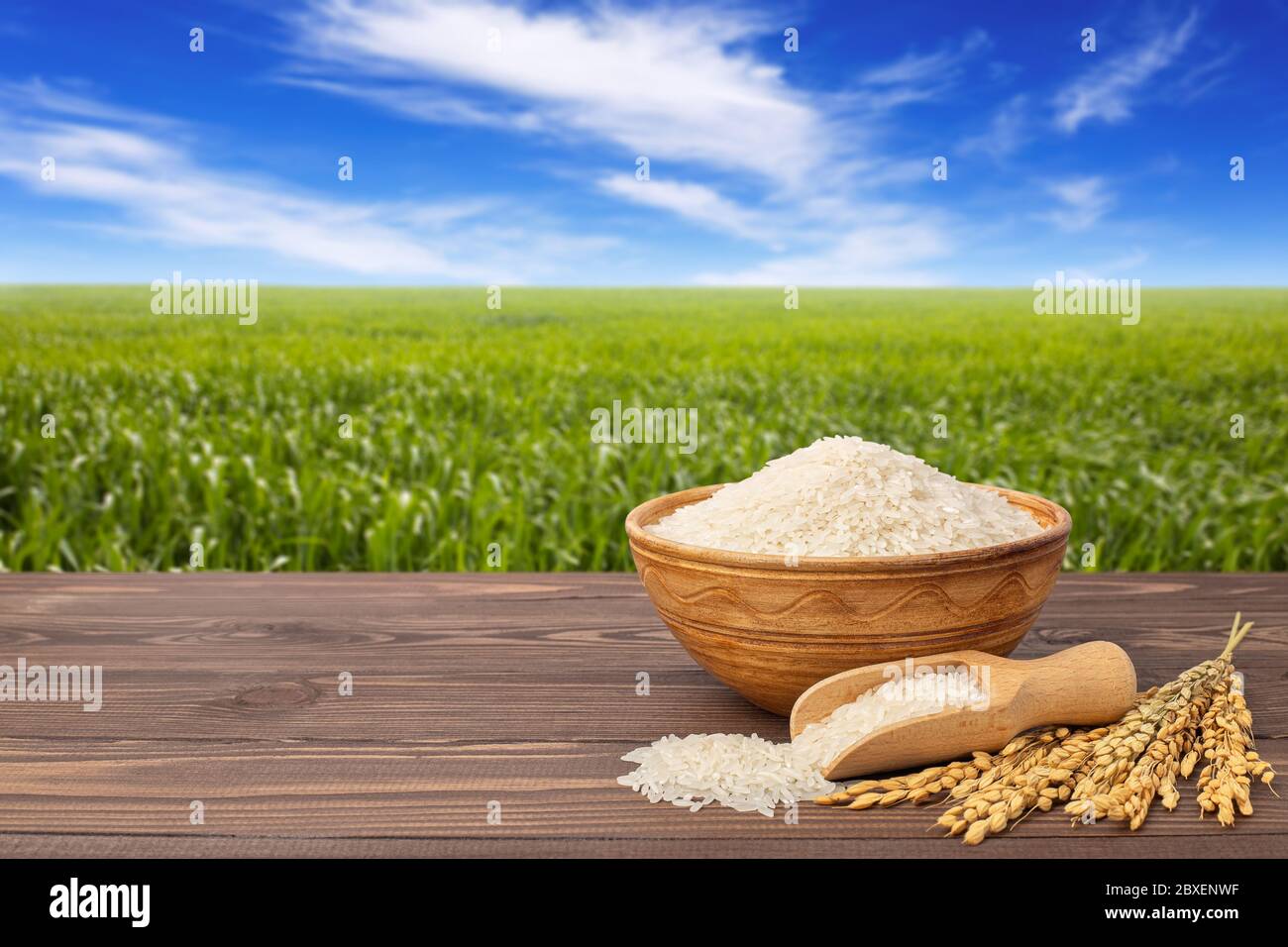 Rice field on blue hi-res stock photography and images - Alamy