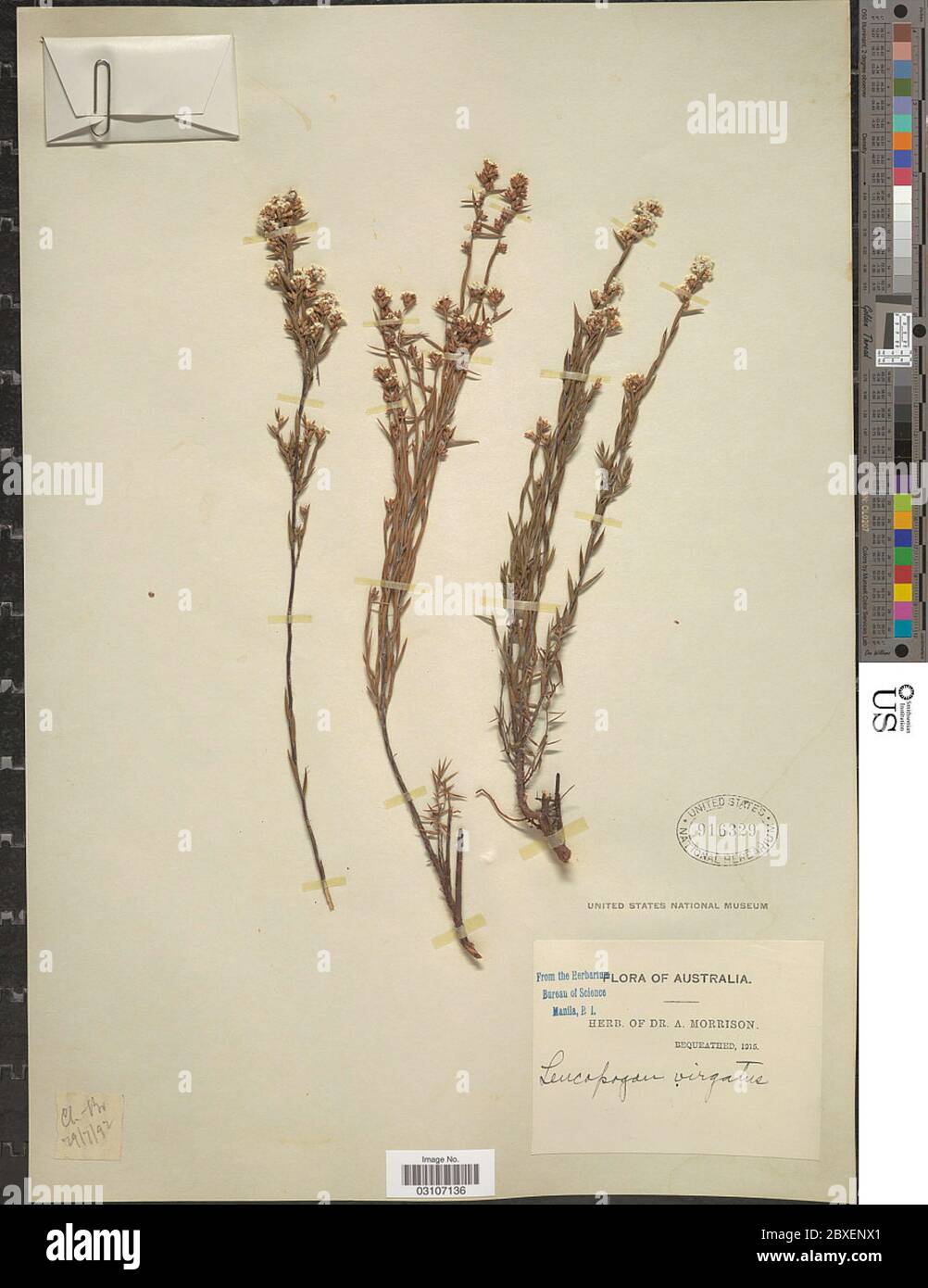 Leucopogon hi-res stock photography and images - Alamy