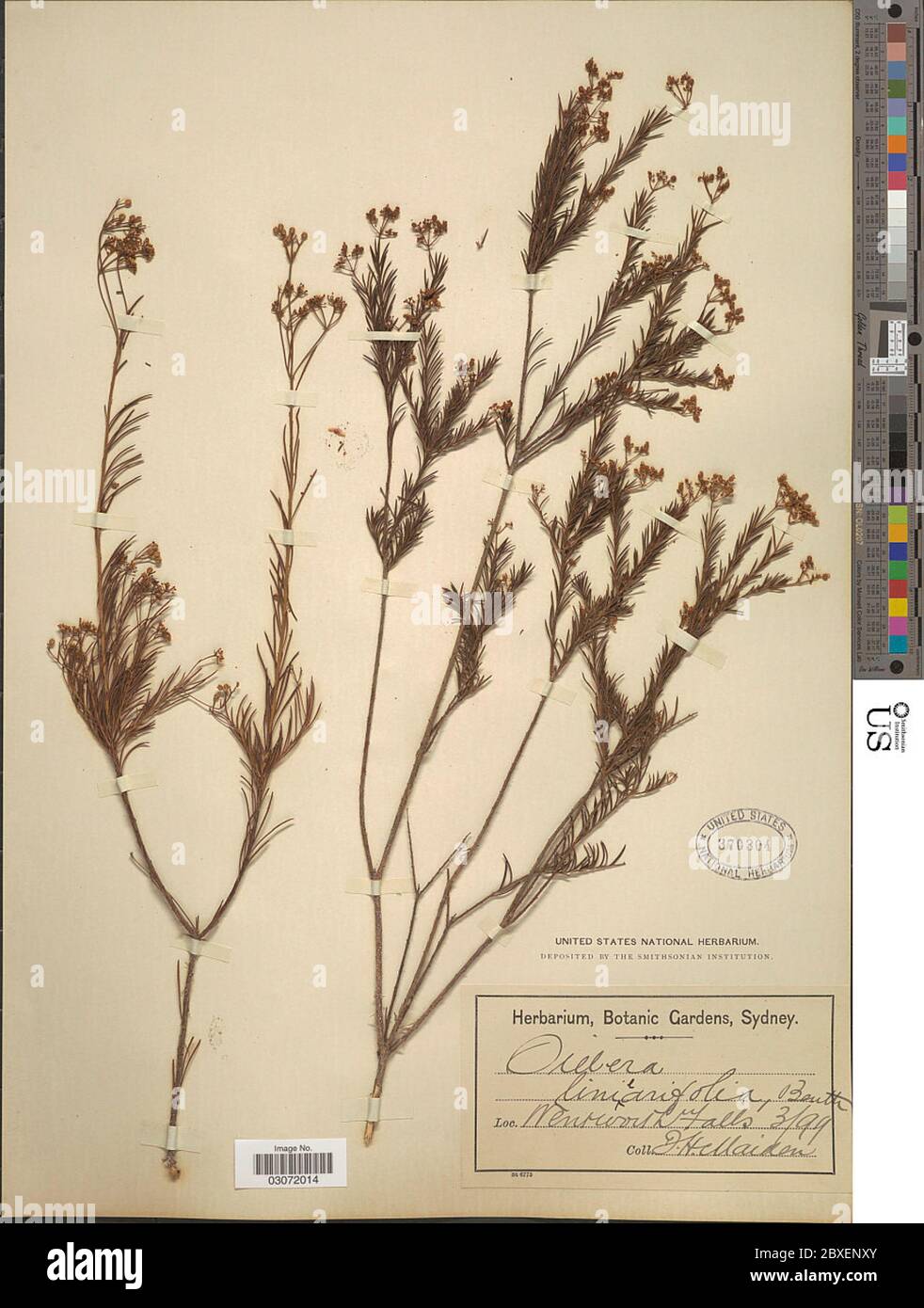 Platysace linearifolia hi-res stock photography and images - Alamy