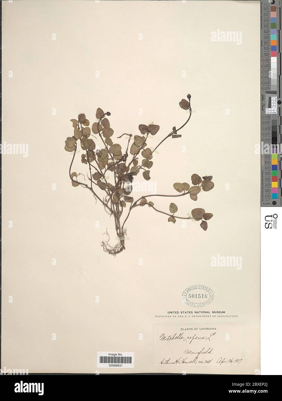 Plant mitchella repens hi-res stock photography and images - Alamy