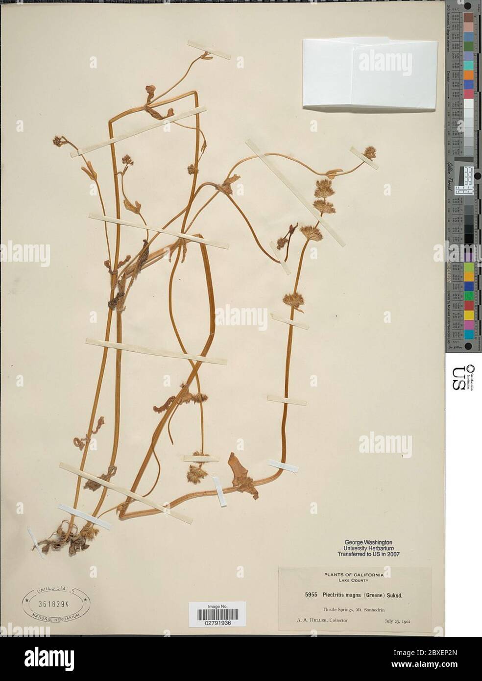 Plectritis macrocera Plectritis macrocera Stock Photo - Alamy