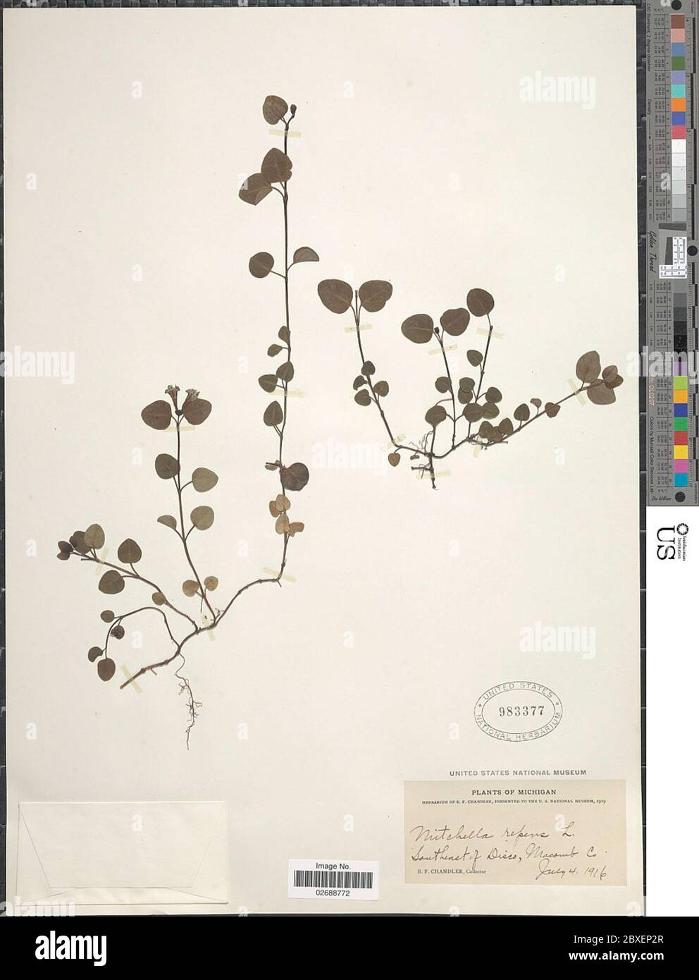 Mitchella repens L Mitchella repens L Stock Photo - Alamy