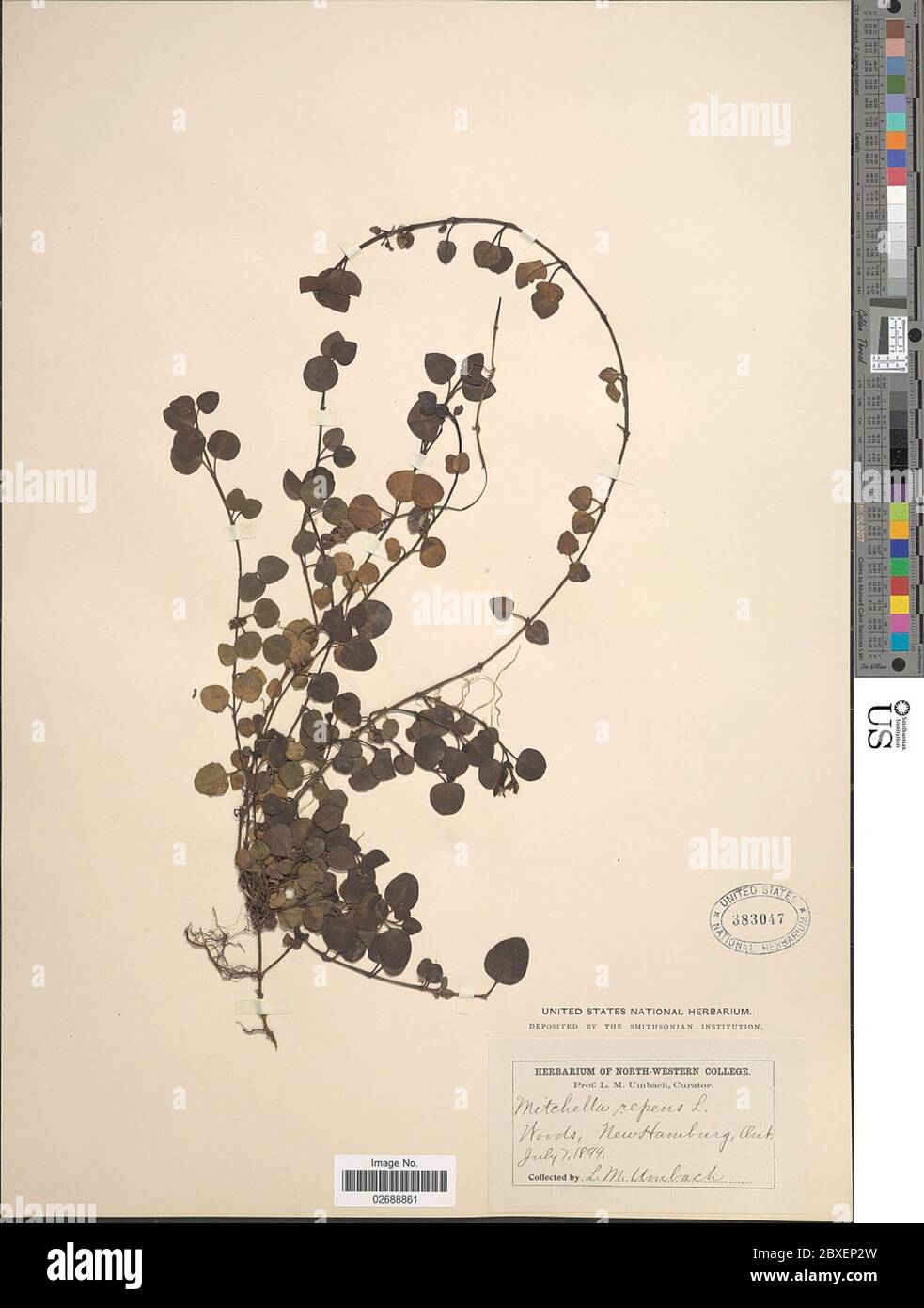 Mitchella repens L Mitchella repens L Stock Photo - Alamy