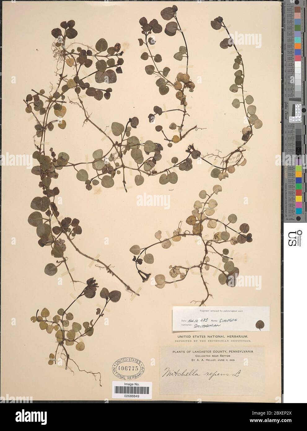 Mitchella repens L Mitchella repens L Stock Photo - Alamy