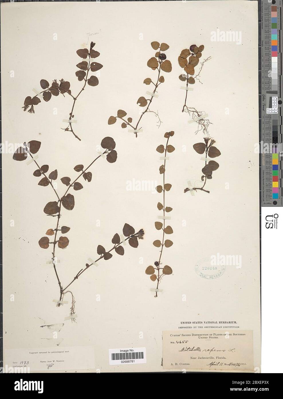 Plant mitchella repens hi-res stock photography and images - Alamy