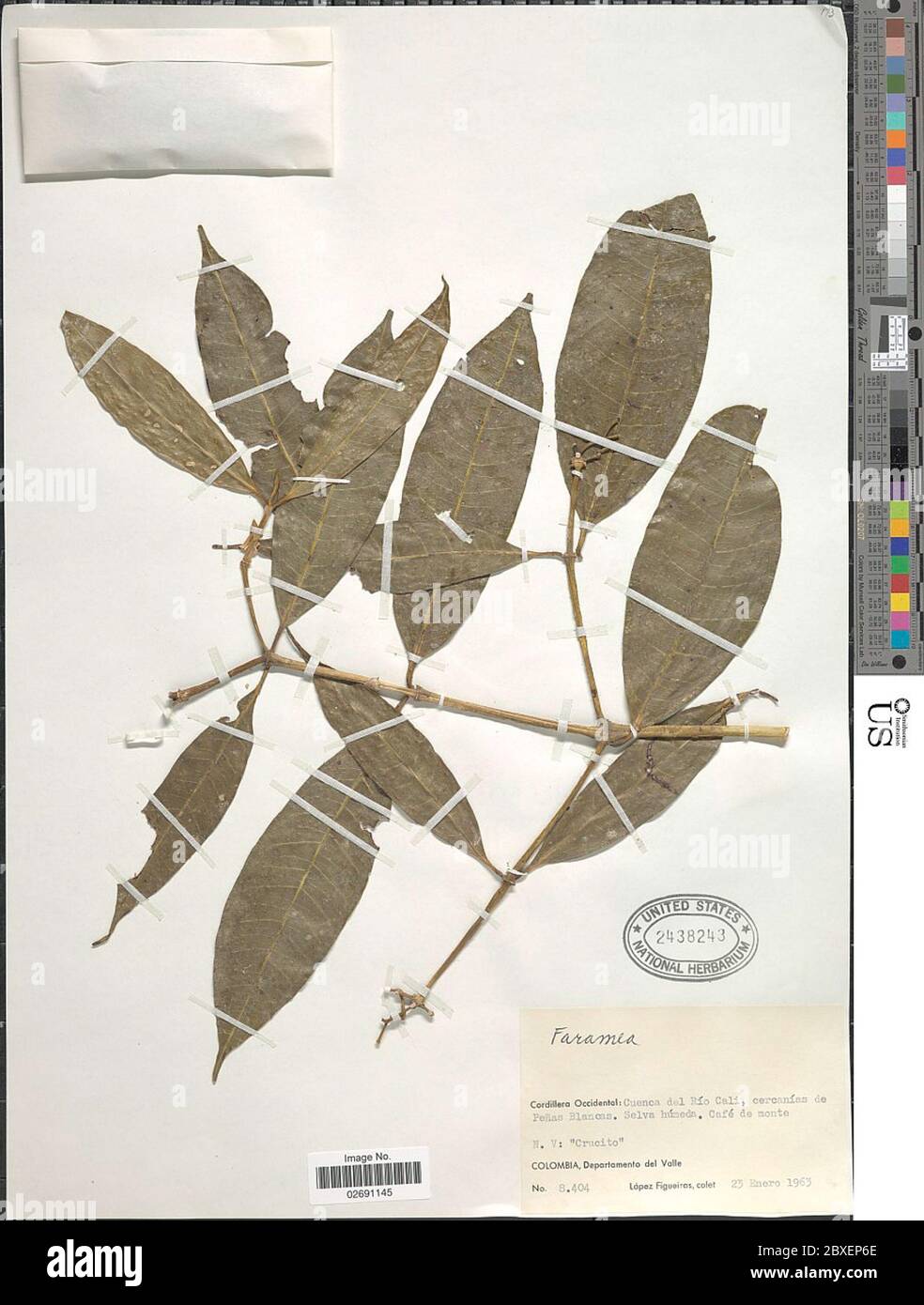 Morphology data hi-res stock photography and images - Alamy