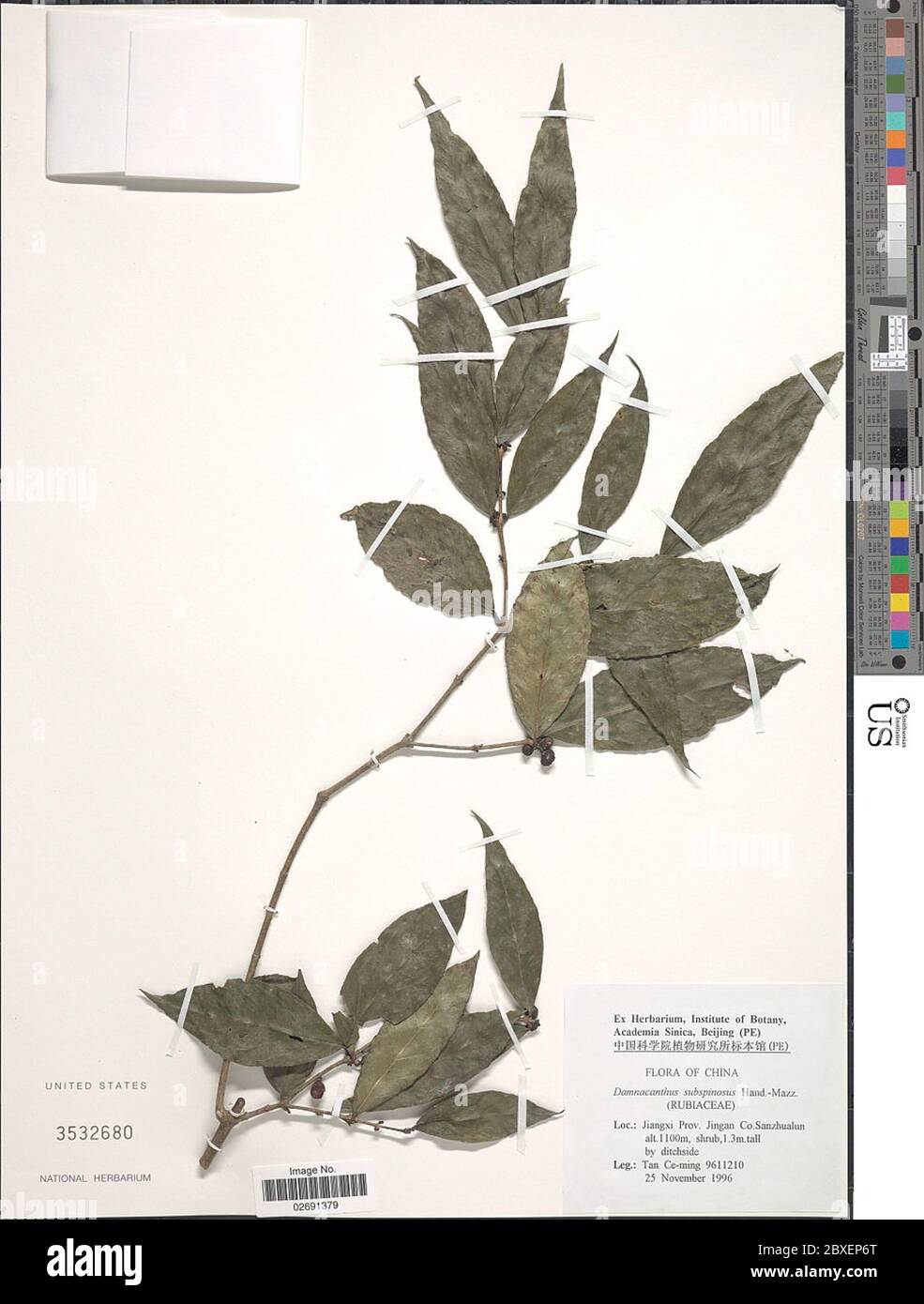 Damnacanthus hi-res stock photography and images - Alamy