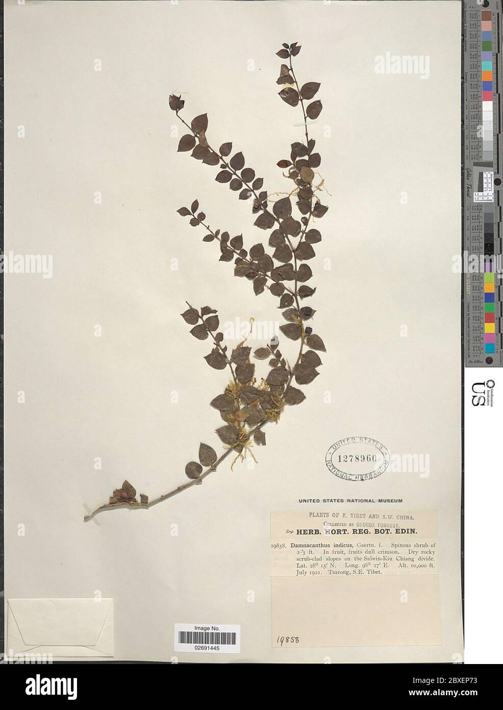 Damnacanthus indicus hi-res stock photography and images - Alamy