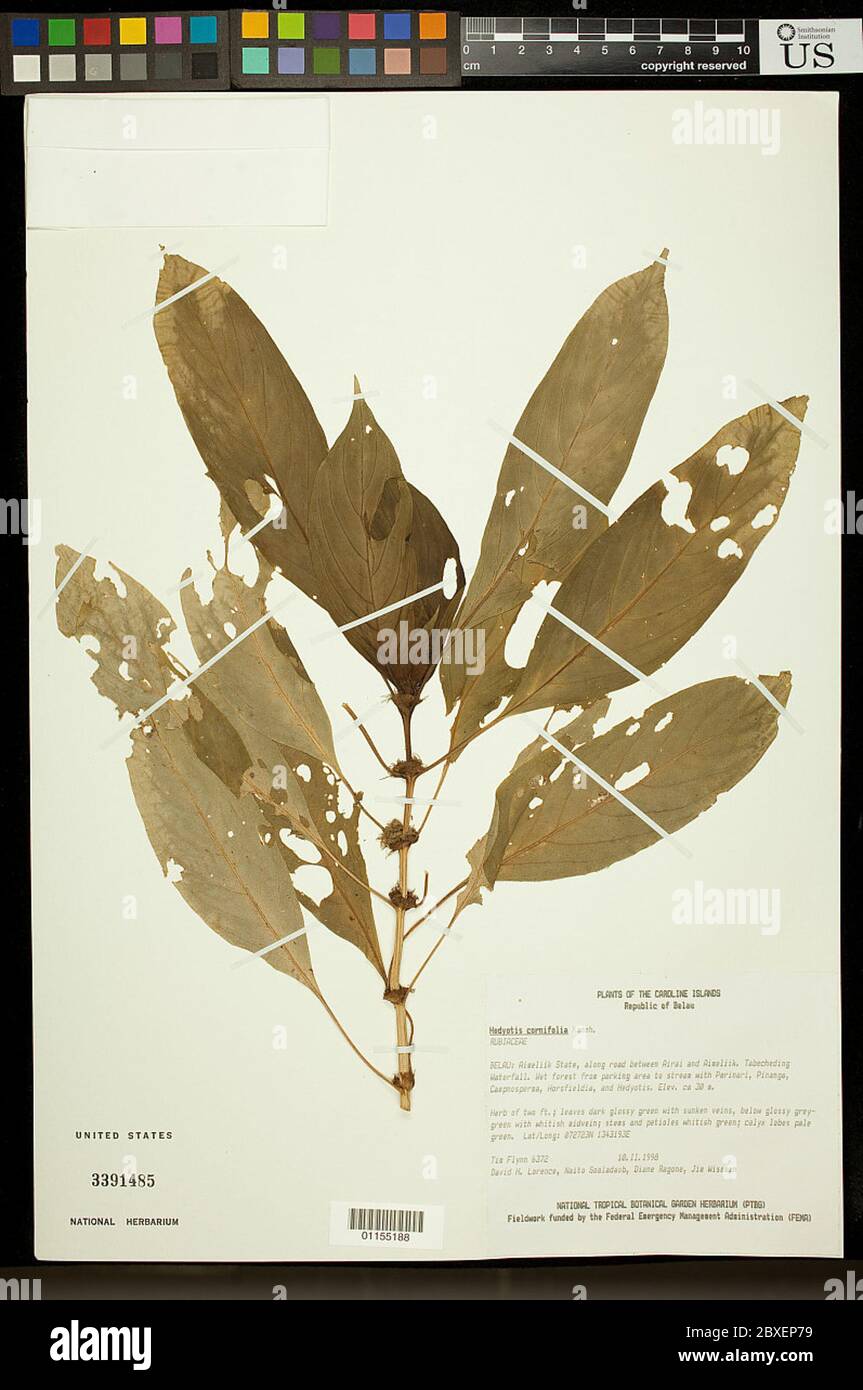 Kaneh hi-res stock photography and images - Alamy