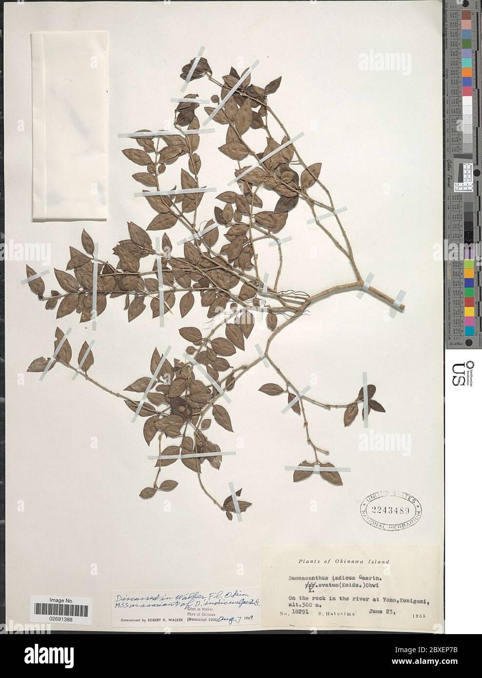 Damnacanthus indicus L f Damnacanthus indicus L f Stock Photo - Alamy