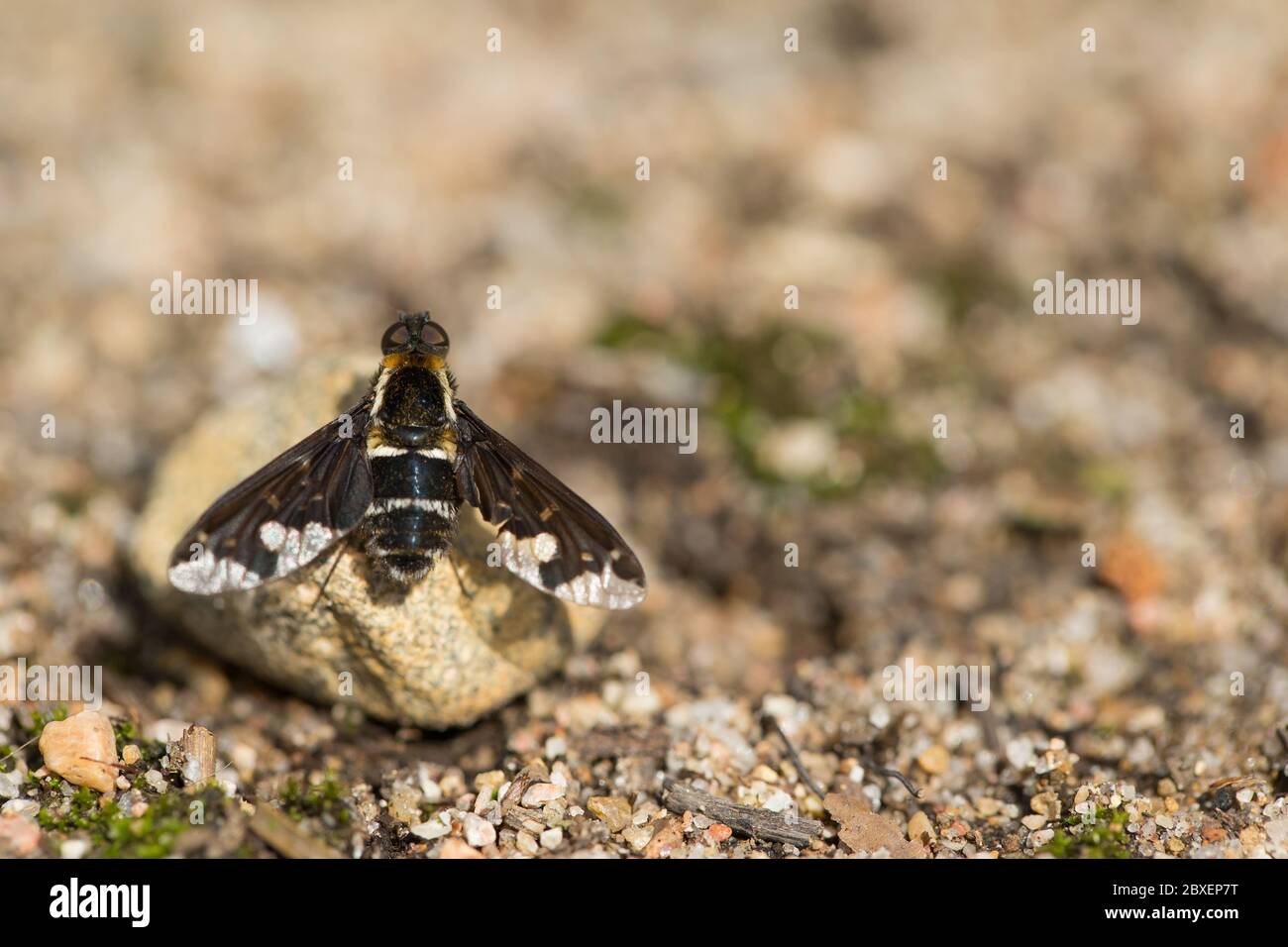 Black cloaked bee-fly (Hemipenthes maurus Stock Photo - Alamy