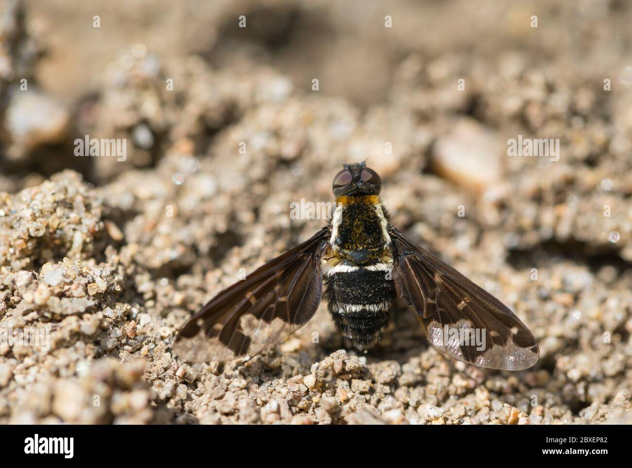 Black cloaked bee-fly (Hemipenthes maurus Stock Photo - Alamy
