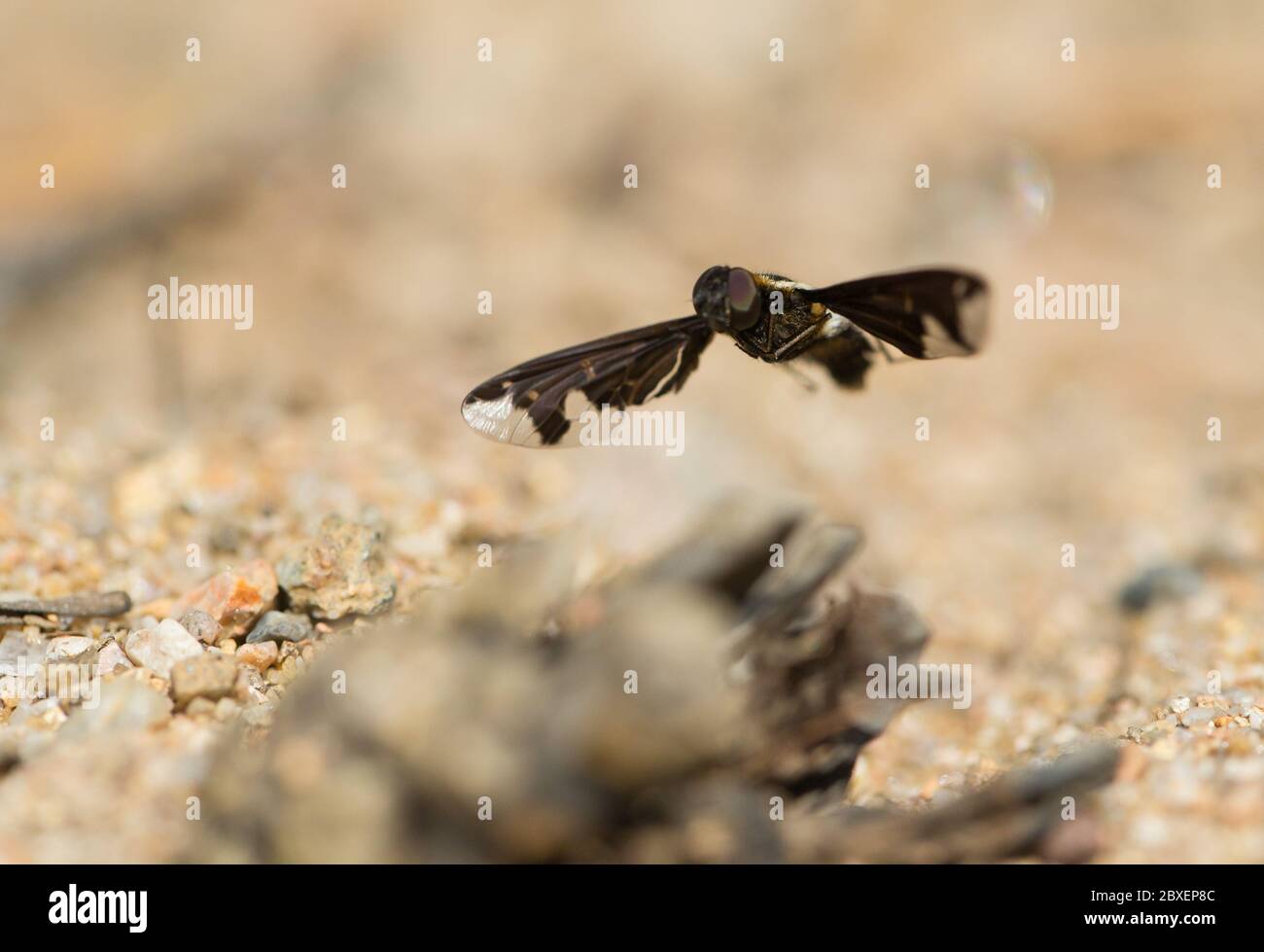 Black cloaked bee-fly (Hemipenthes maurus Stock Photo - Alamy