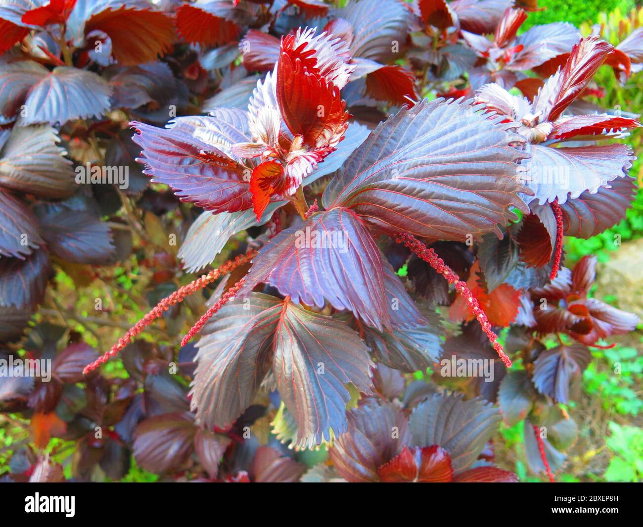 Copper colored leaves hi-res stock photography and images - Alamy