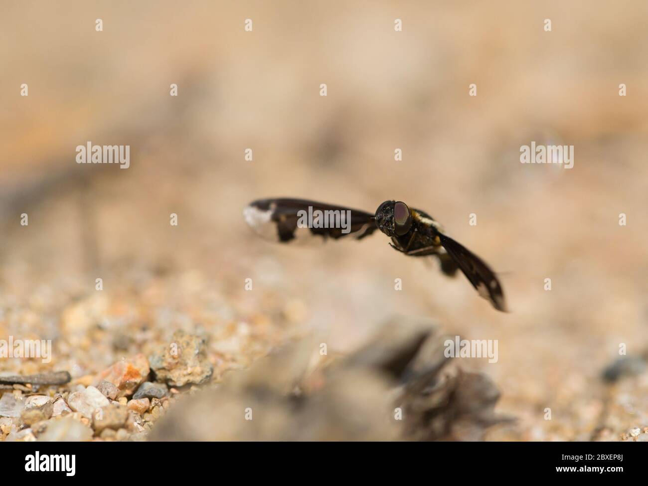 Black cloaked bee-fly (Hemipenthes maurus Stock Photo - Alamy