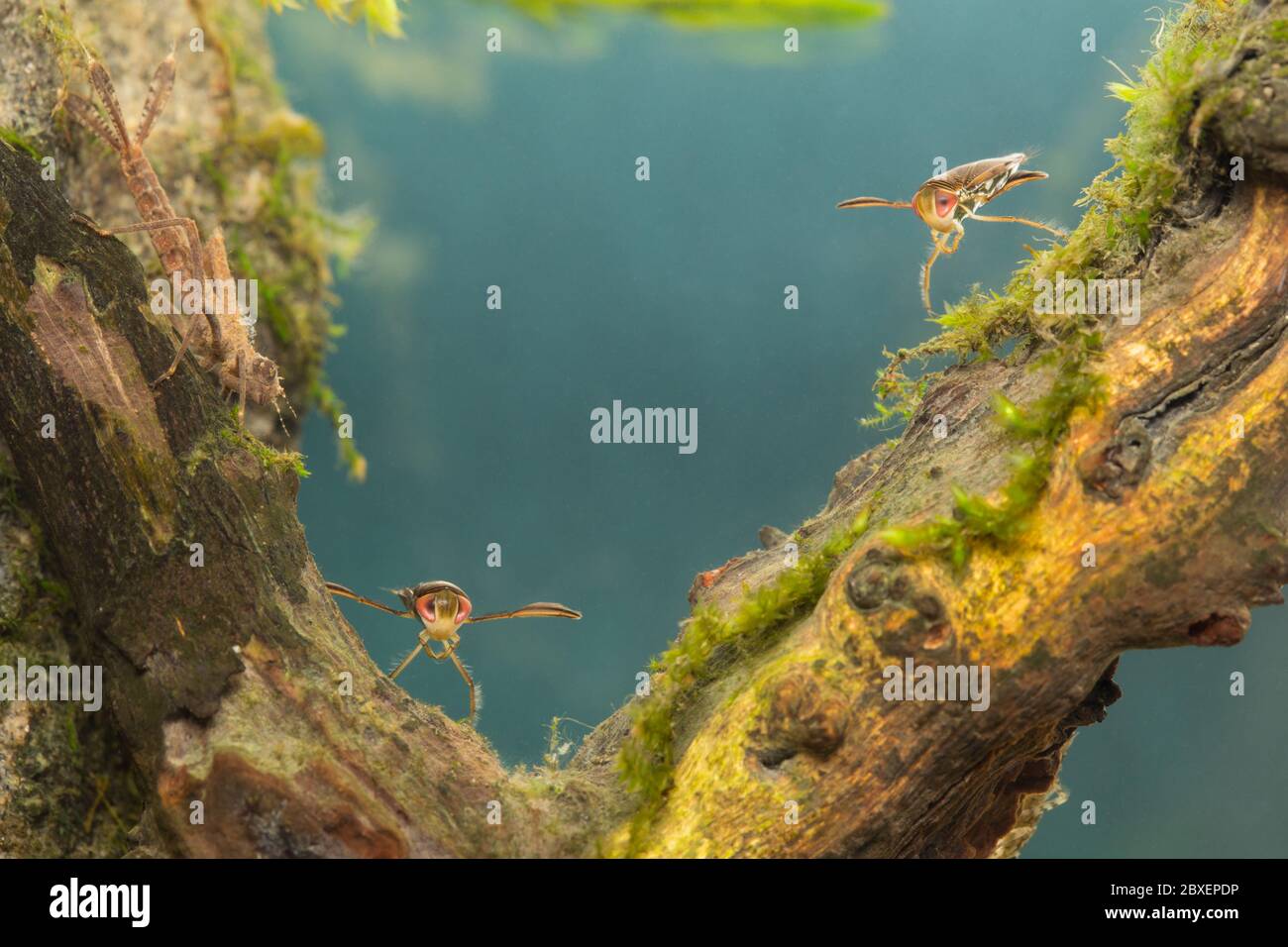 Lesser water boatmen (Hesperocorixa linnaei Stock Photo - Alamy