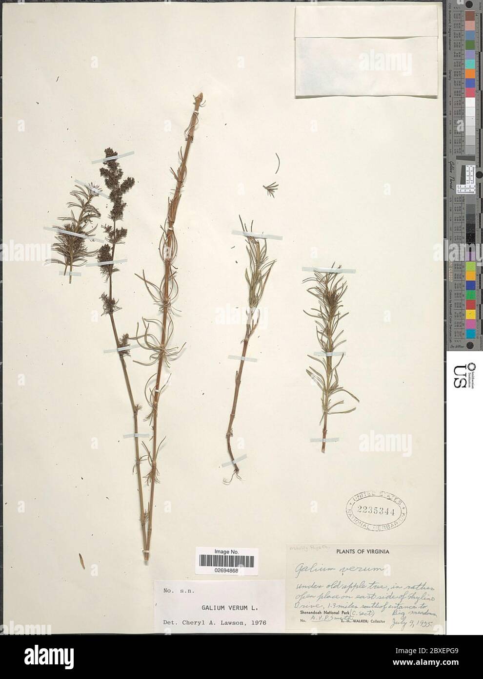 Plant galium verum l hi-res stock photography and images - Alamy