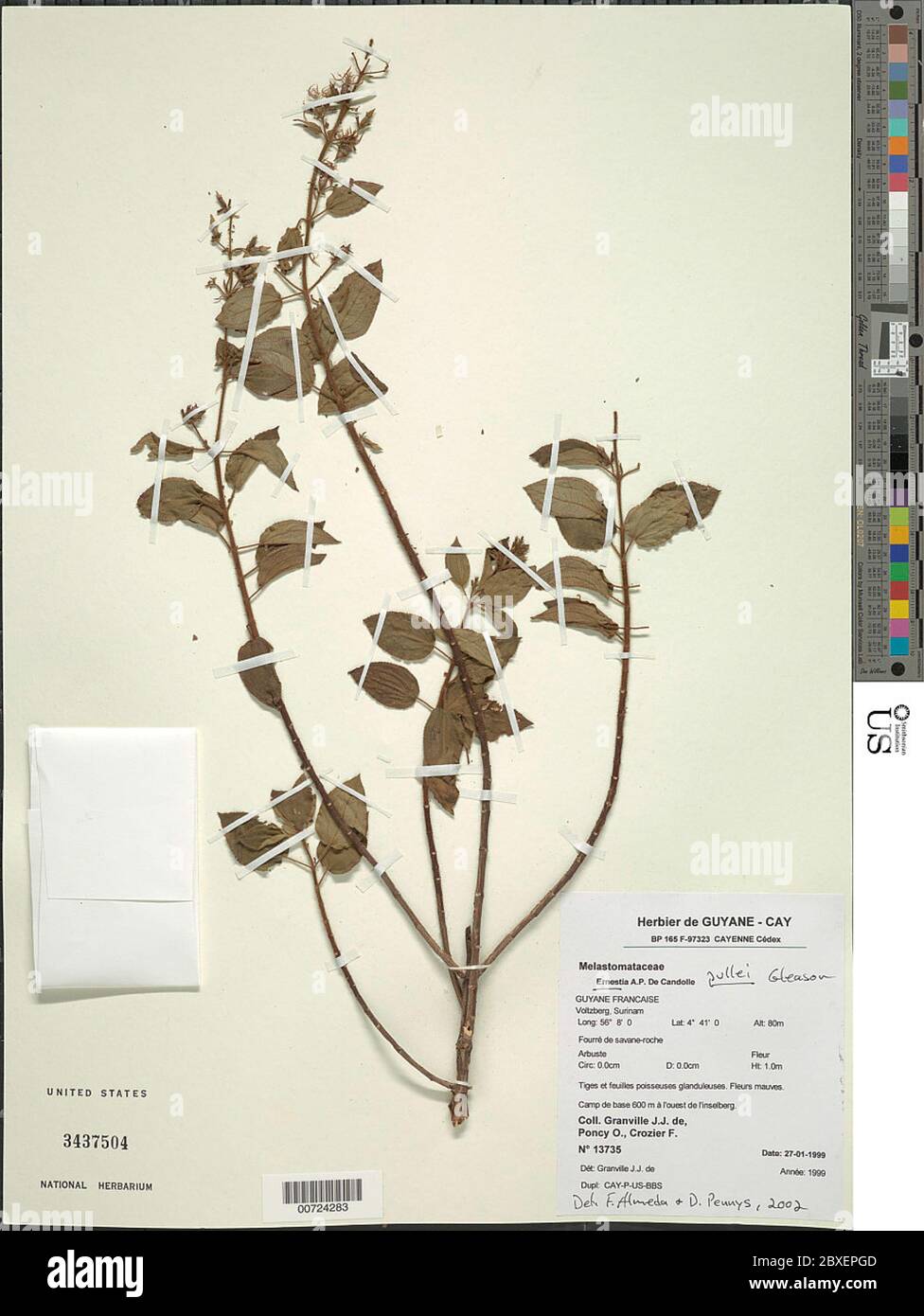 Ernestia pullei Gleason Ernestia pullei Gleason Stock Photo - Alamy