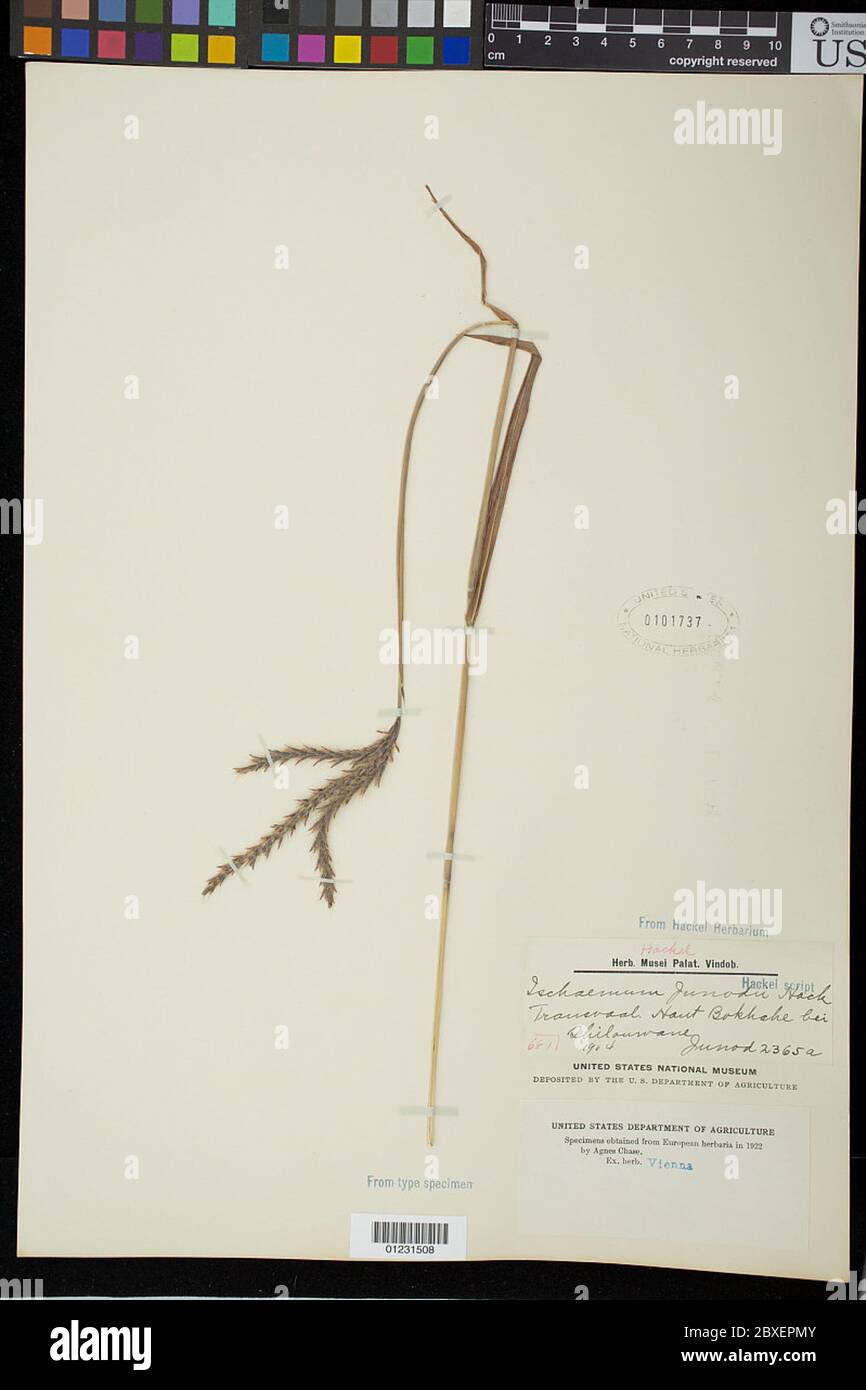 Ischaemum hi-res stock photography and images - Alamy