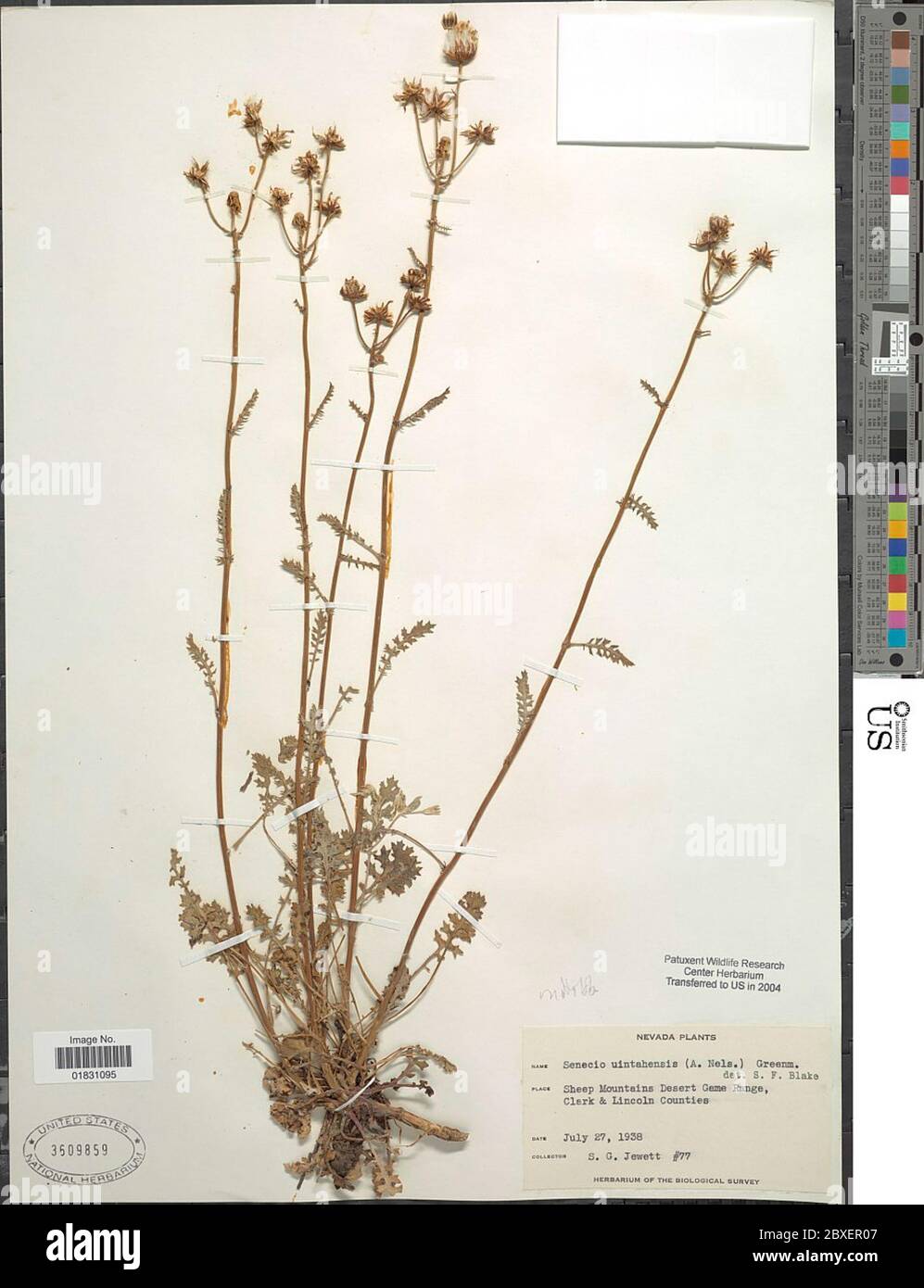 Packera multilobata hi-res stock photography and images - Alamy