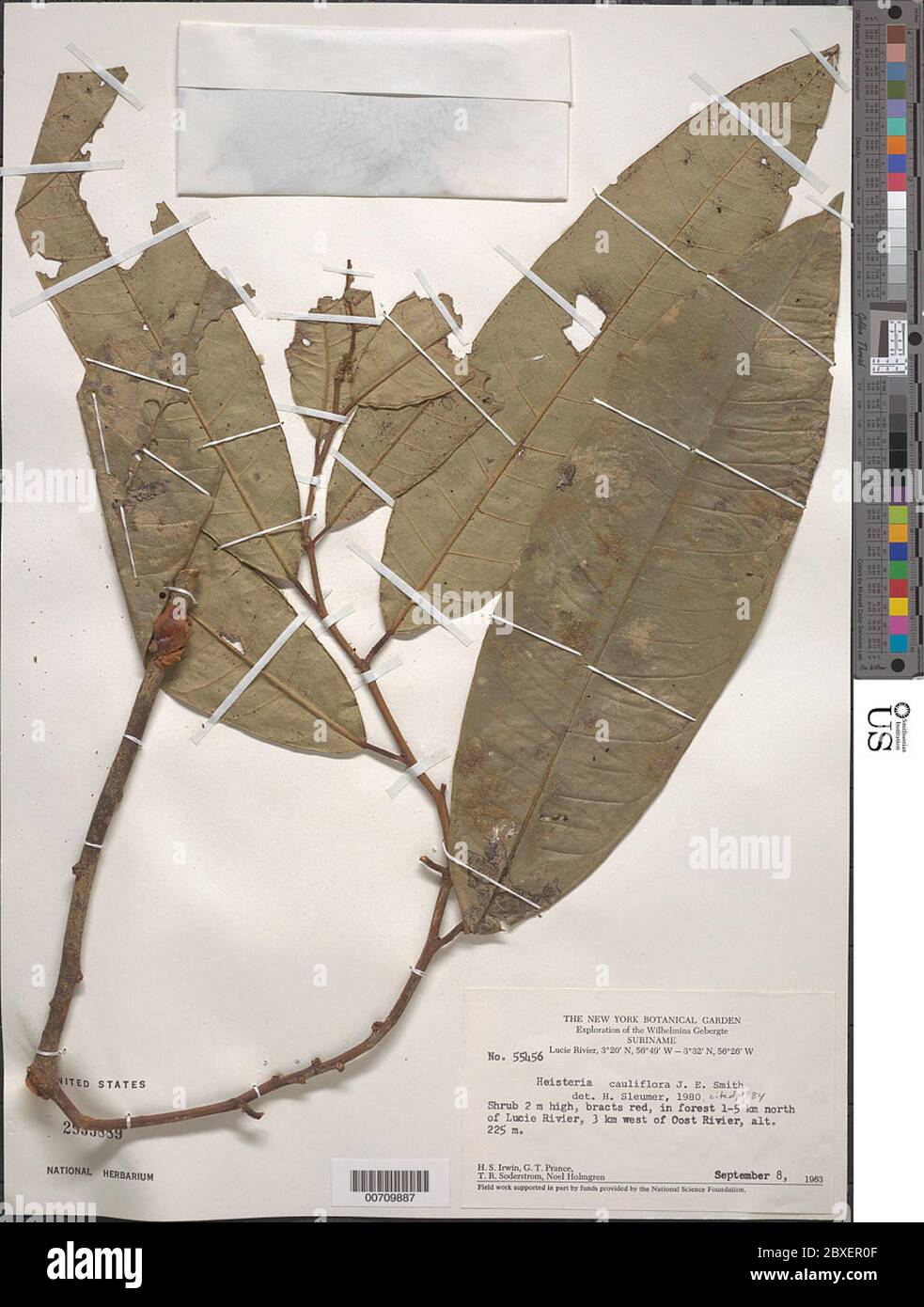 Heisteria cauliflora hi-res stock photography and images - Alamy