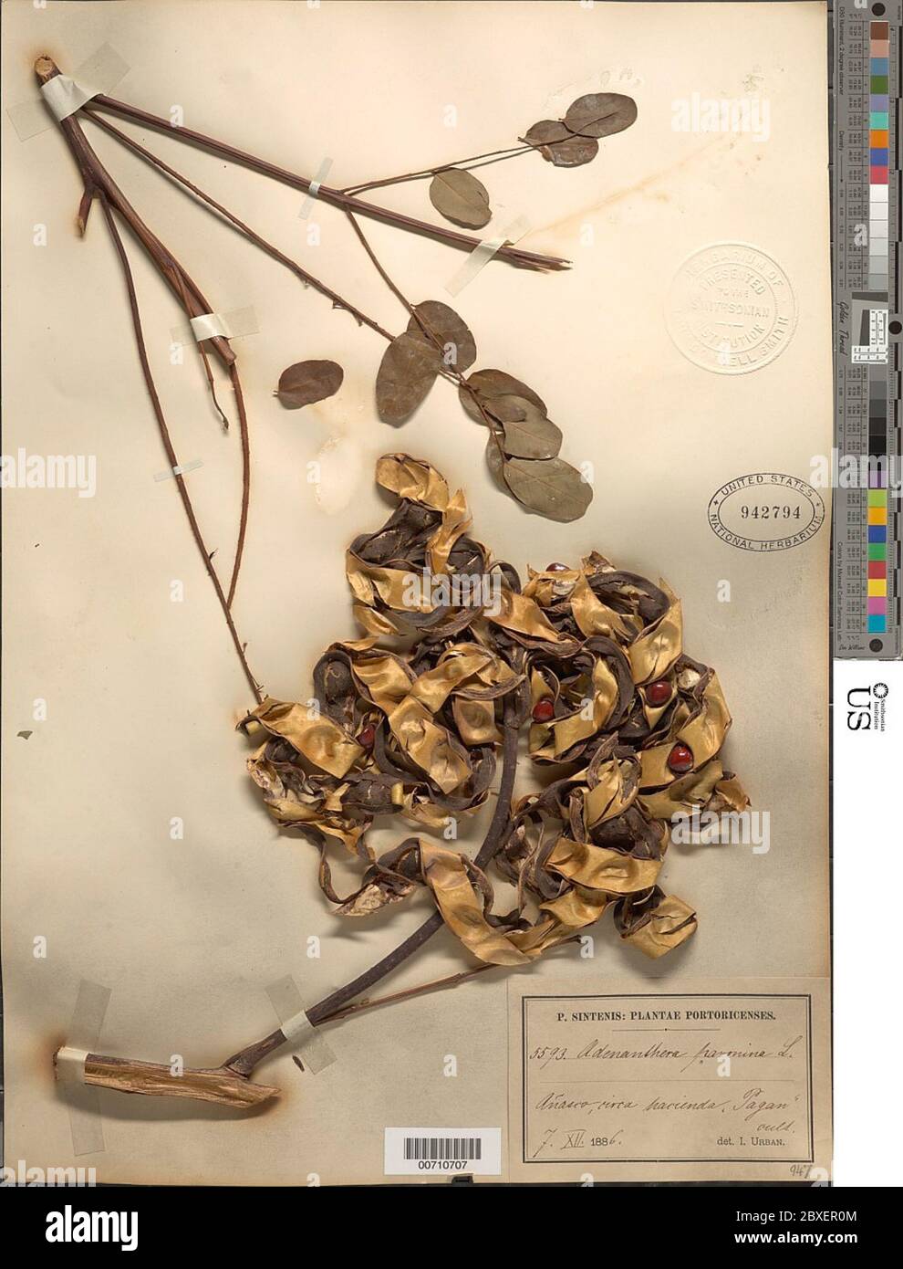 Adenanthera pavonina l hi-res stock photography and images - Alamy