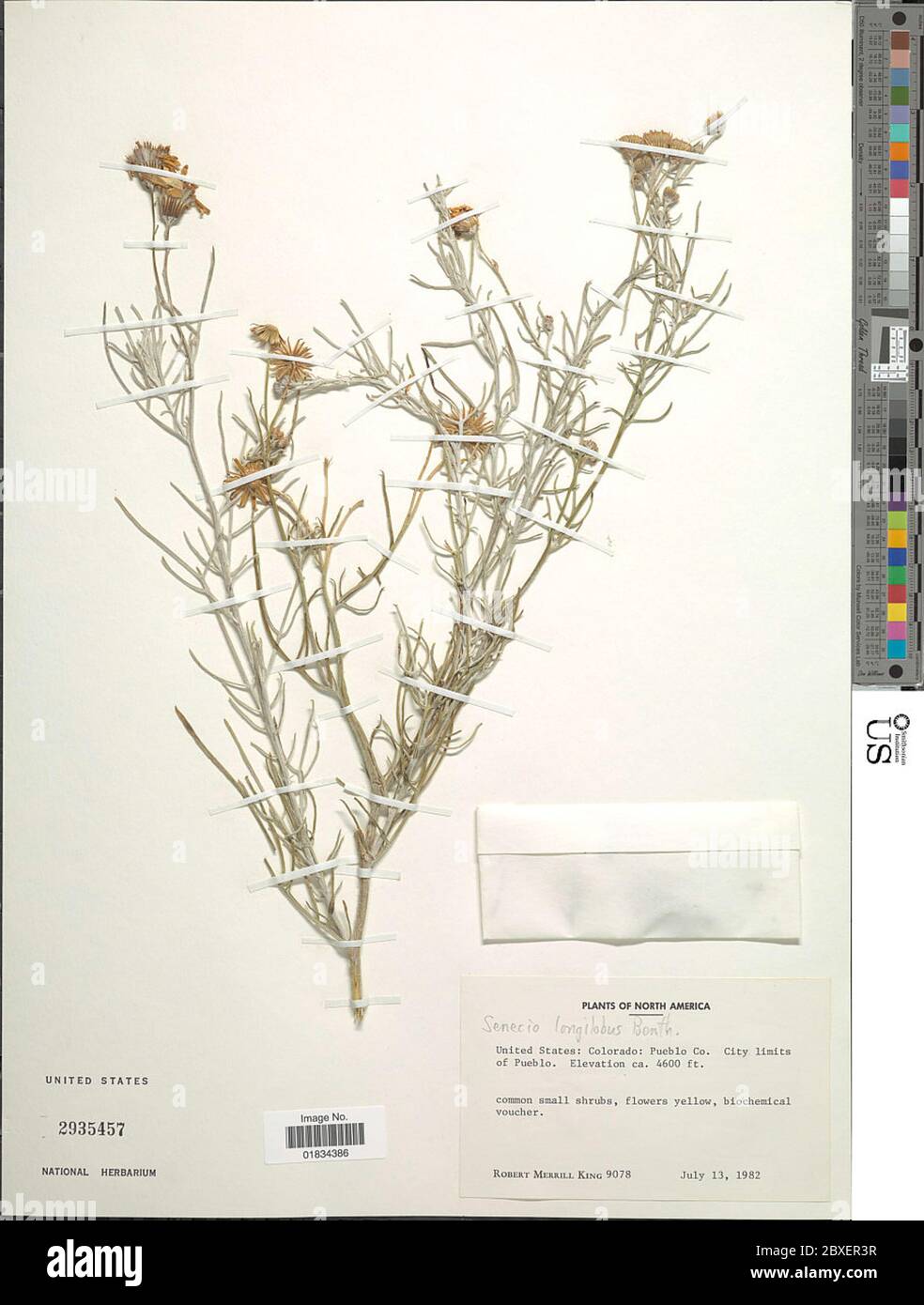 Senecio longilobus hi-res stock photography and images - Alamy