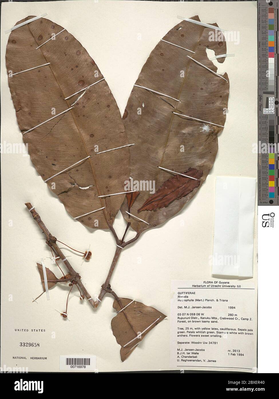 Rheedia macrophylla Mart Planch Triana Rheedia macrophylla Mart Planch ...